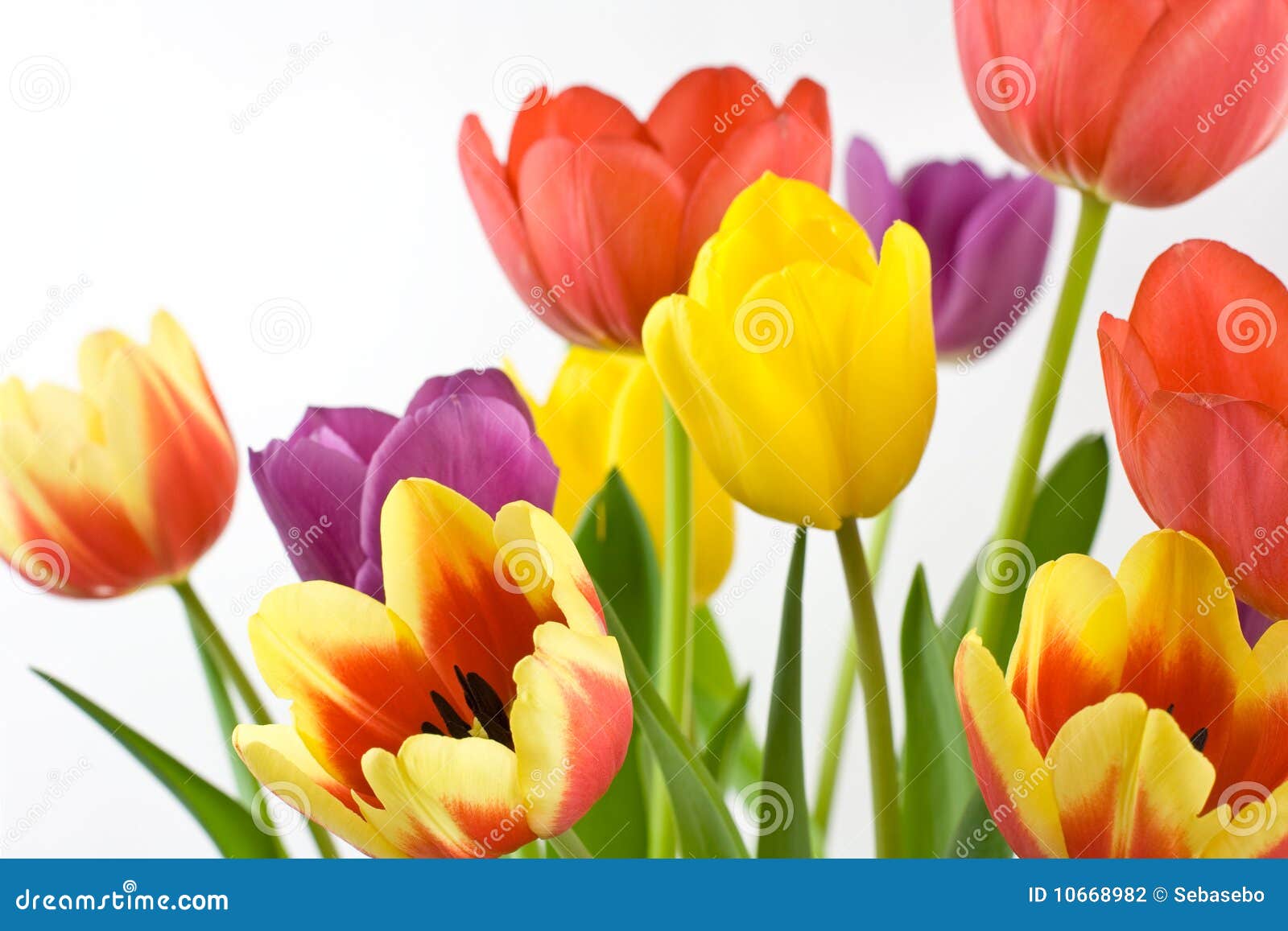 Bunch of colorful tulips stock photo. Image of beauty - 10668982