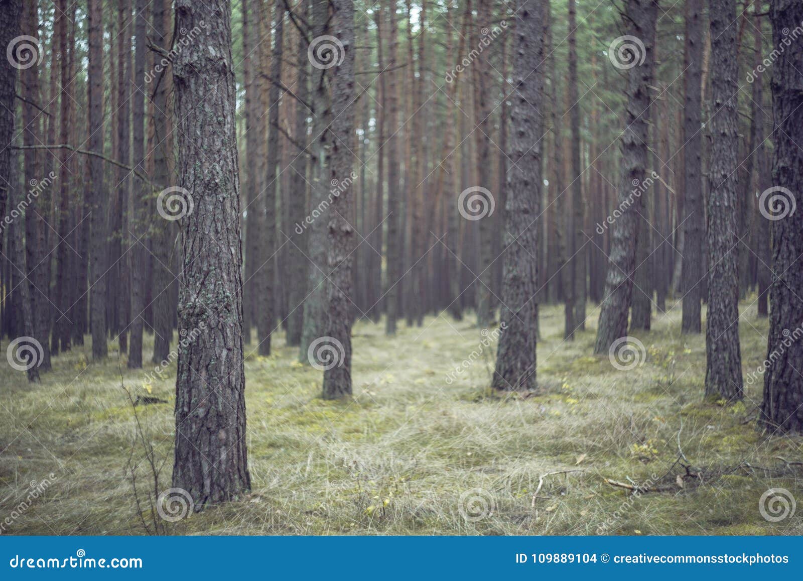 Bunch, Colors, Conifer Picture. Image: 109889104