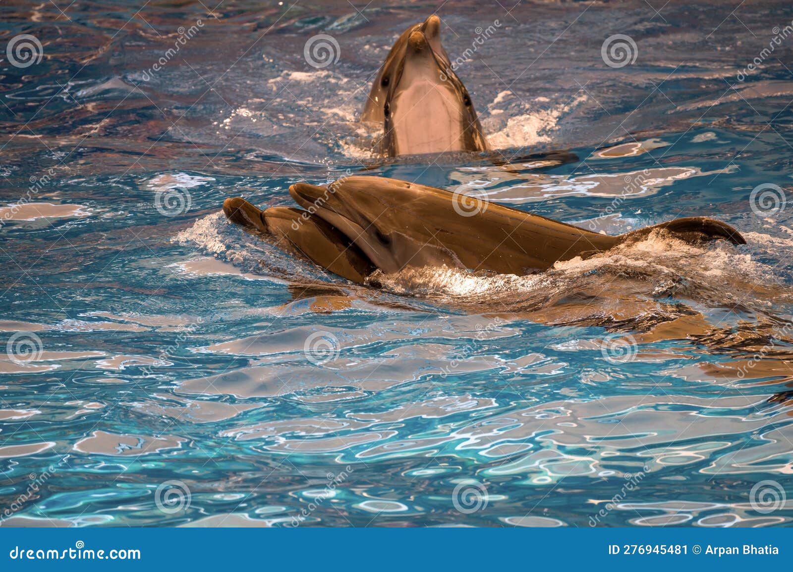 Bunch of Common Dolphin Family Playing in the Water Editorial Photo ...