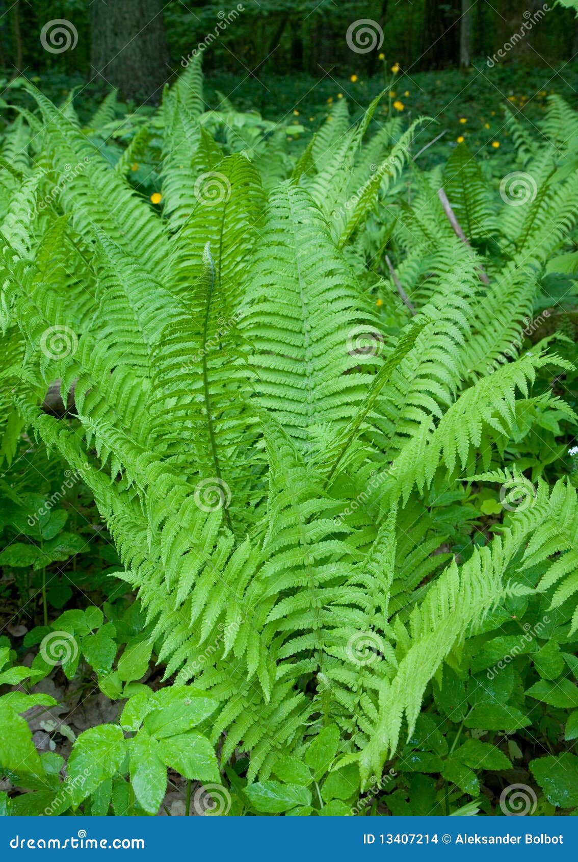 Lady Fern ( Athyrium Filix-femina ) And Sword Fern ( Polystichum Stock ...