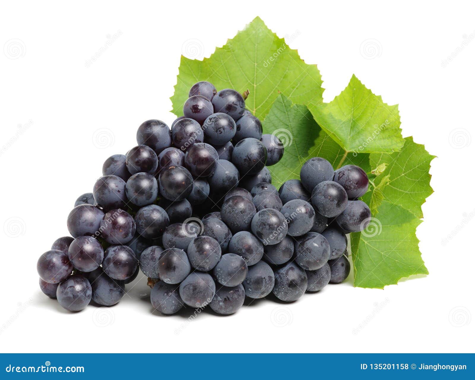 Vitis Vinifera | atelier-yuwa.ciao.jp Vitis Vinifera | atelier-yuwa.ciao.jp