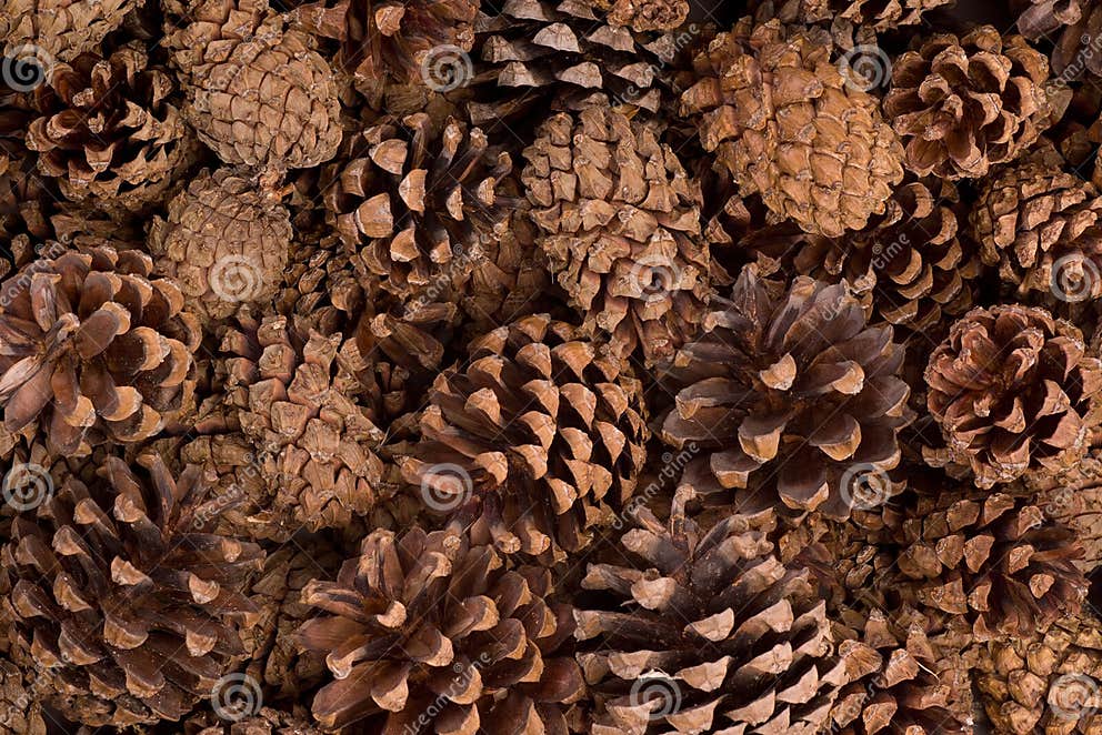 Bunch of cones stock image. Image of christmas, pine - 24834167