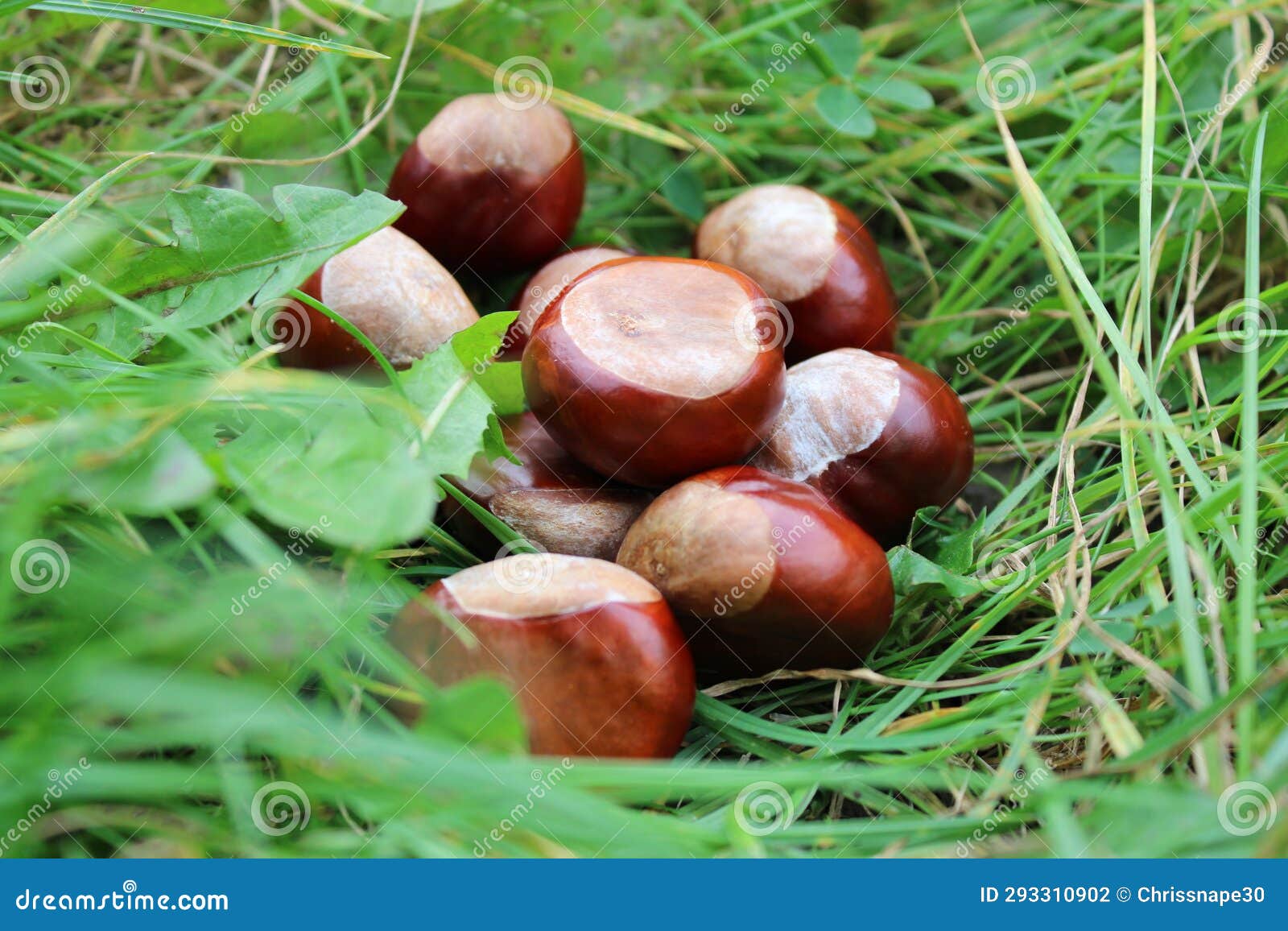 Bunch of Conkers Laying in Long Grassy Field Stock Photo - Image of ...