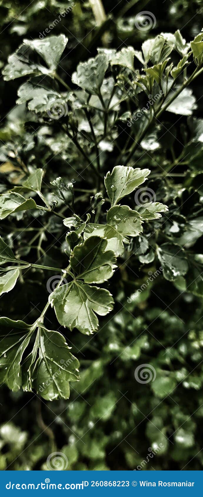 A bunch of cool leaves stock image. Image of green, bunch - 260868223