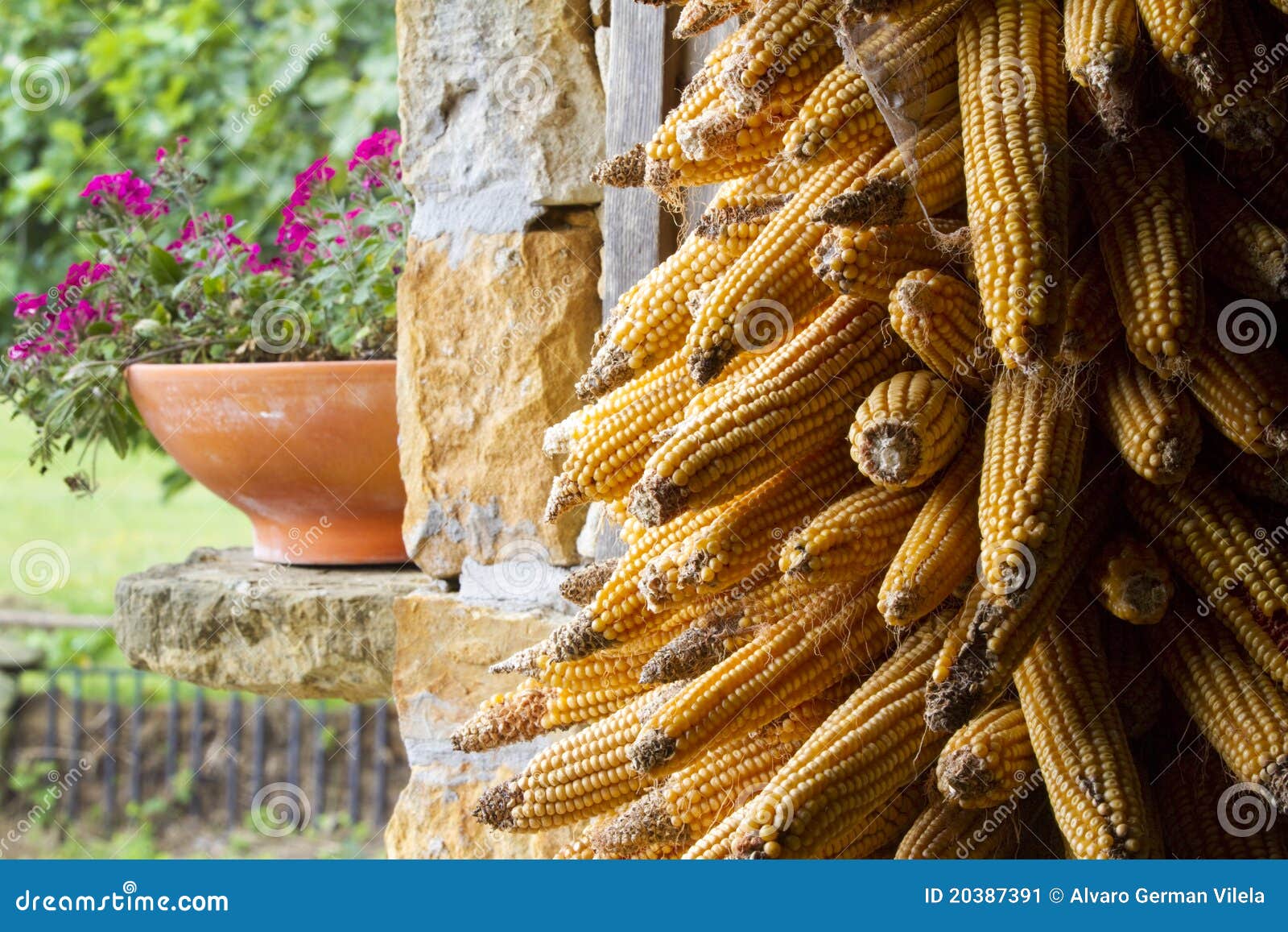 Bunch of Corn Cobs. stock image. Image of rural, food - 20387391
