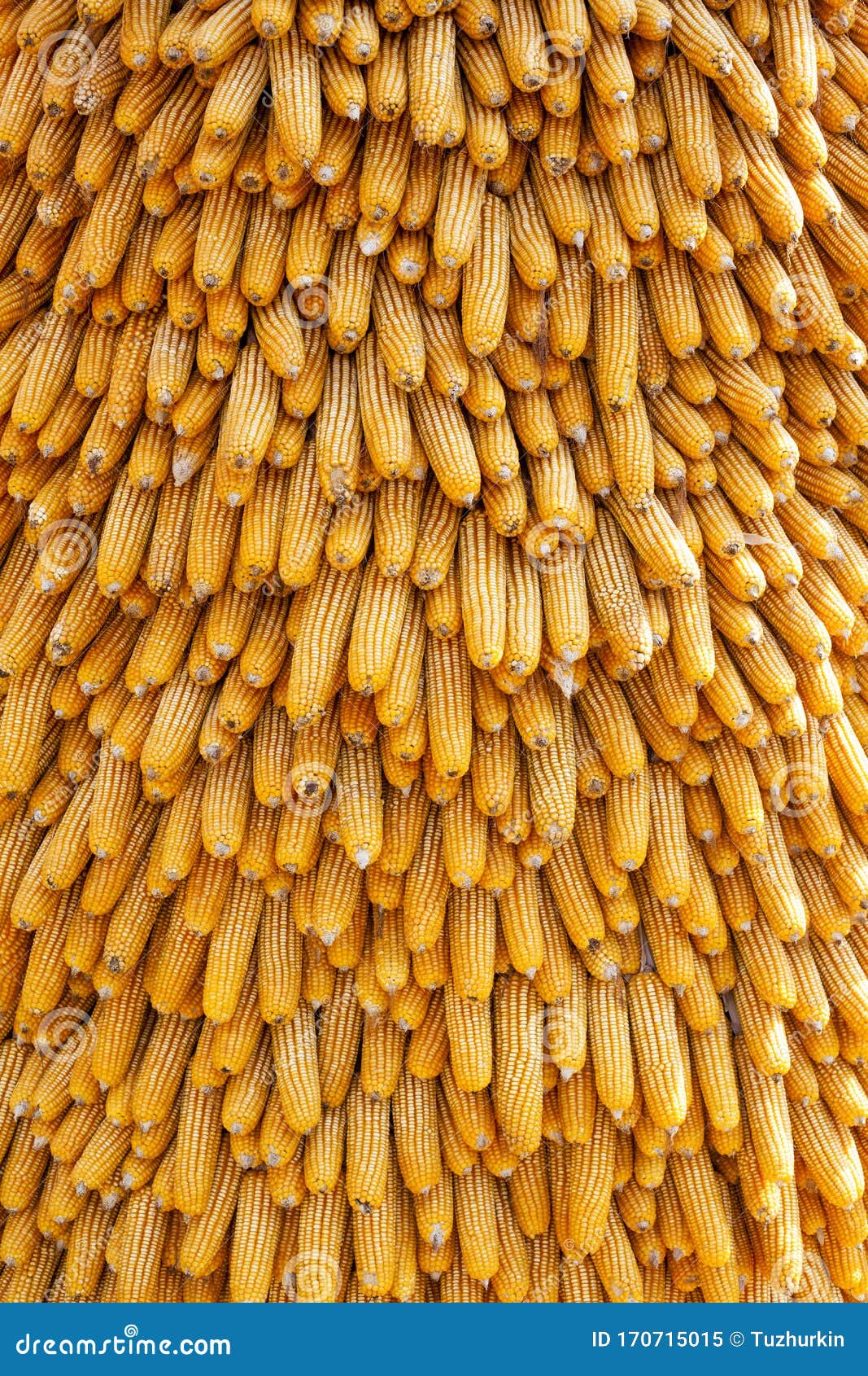 A bunch of corn heads stock image. Image of bundles - 170715015