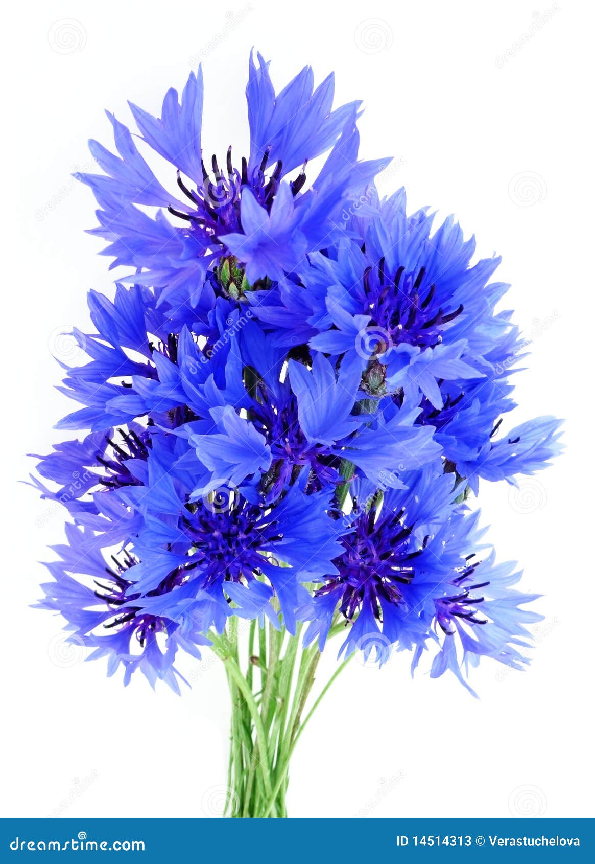 Bunch of cornflowers stock image. Image of beautiful - 14514313