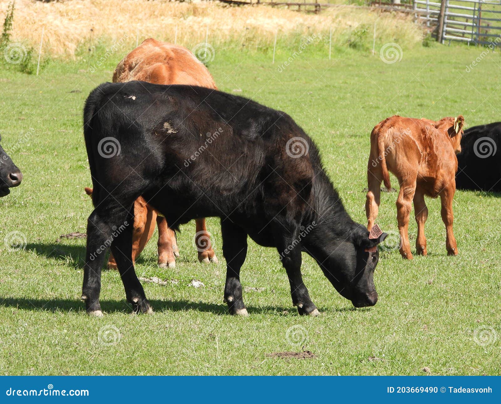 Bunch of Cows on Summer Meadow 2 Stock Photo - Image of calf, friendly ...