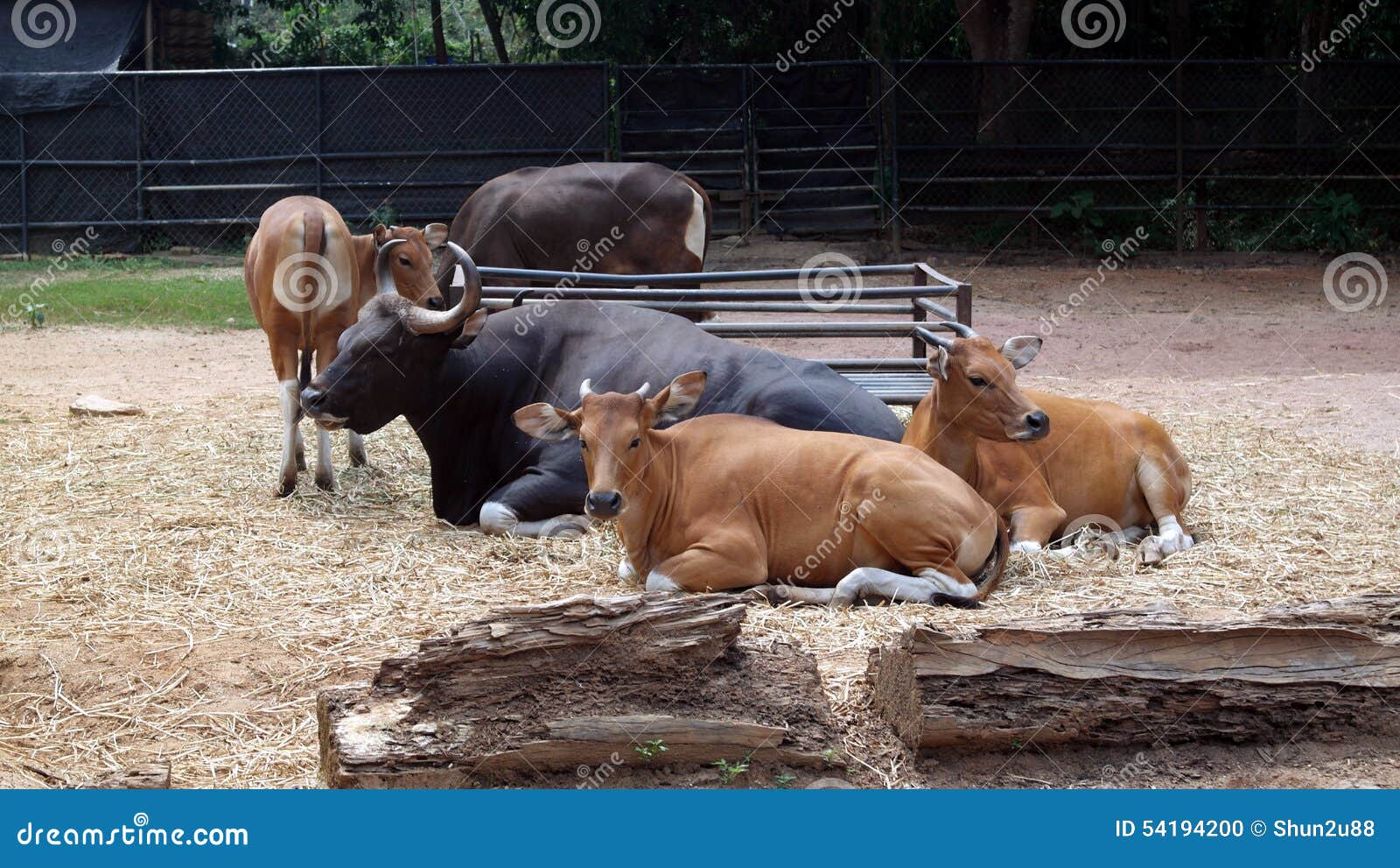 Bunch of Cows stock photo. Image of wildlife, melaka - 54194200