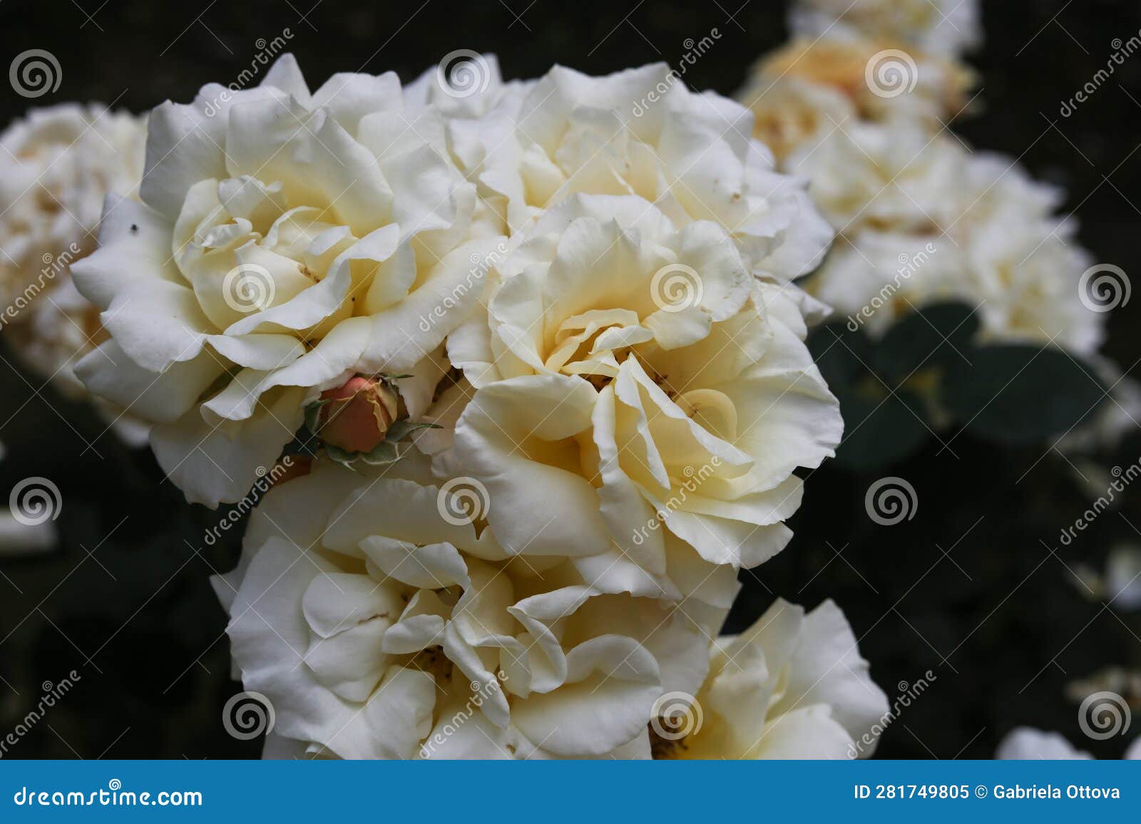 A Bunch of Cream Colored Roses Stock Image - Image of plant, petal ...