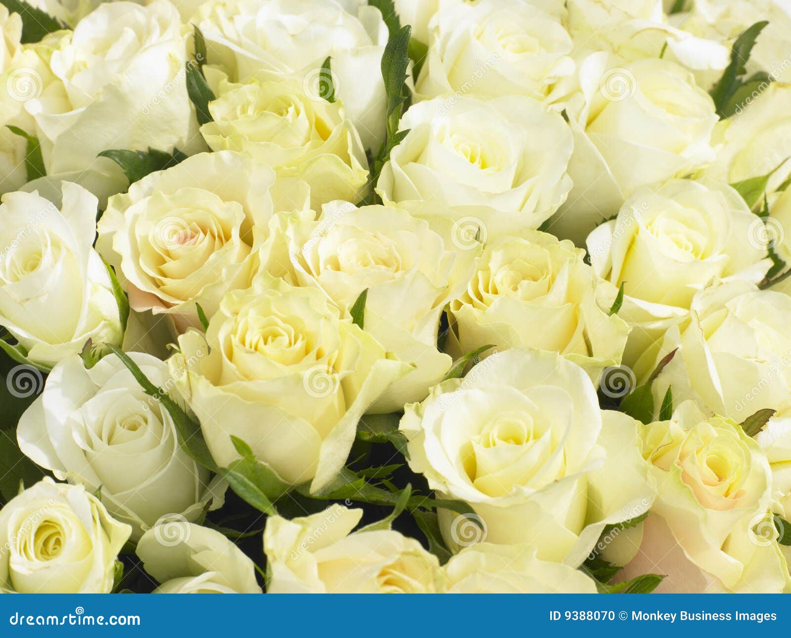 Bunch of Cream Roses stock photo. Image of group, bunch - 9388070