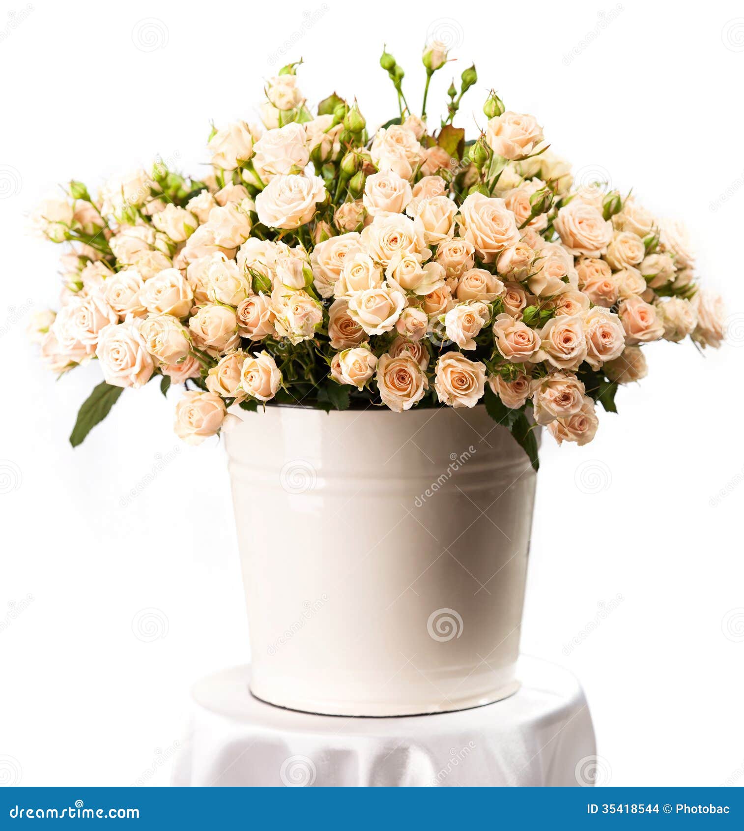 Bunch of Creamy Roses in a Bucket Over White Stock Photo - Image of ...