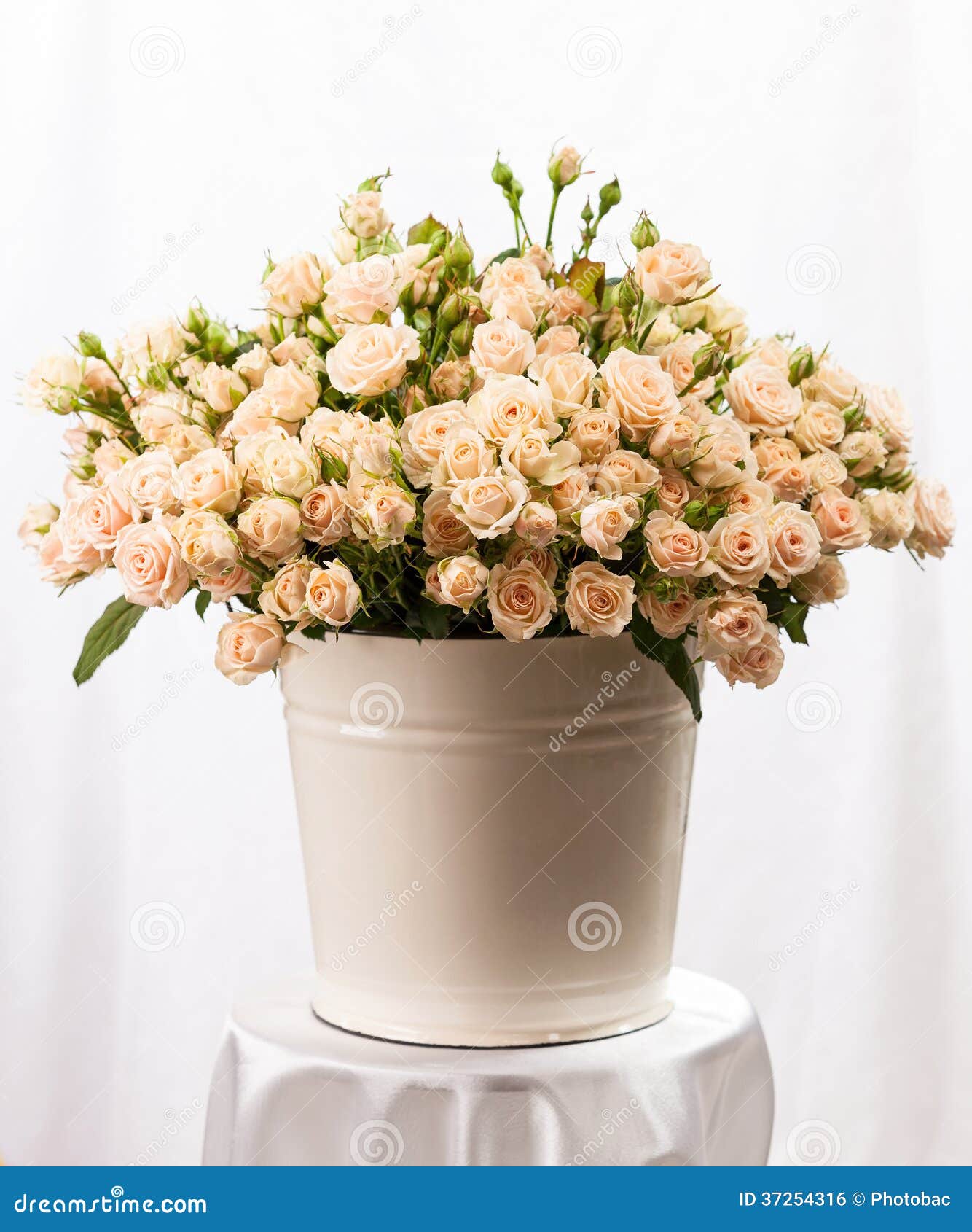 Bunch of Creamy Roses in a Bucket Stock Photo - Image of bright, color ...