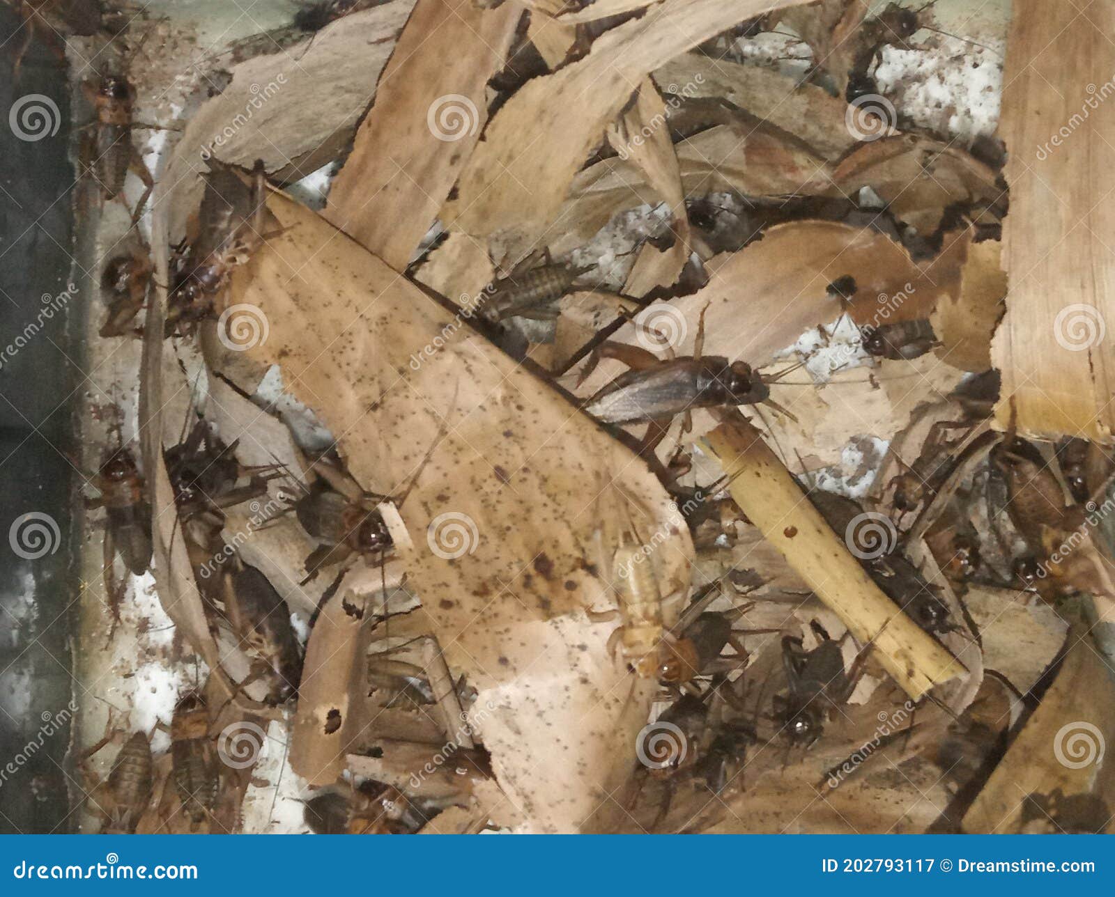 Bunch of Crickets stock image. Image of food, reptile - 202793117