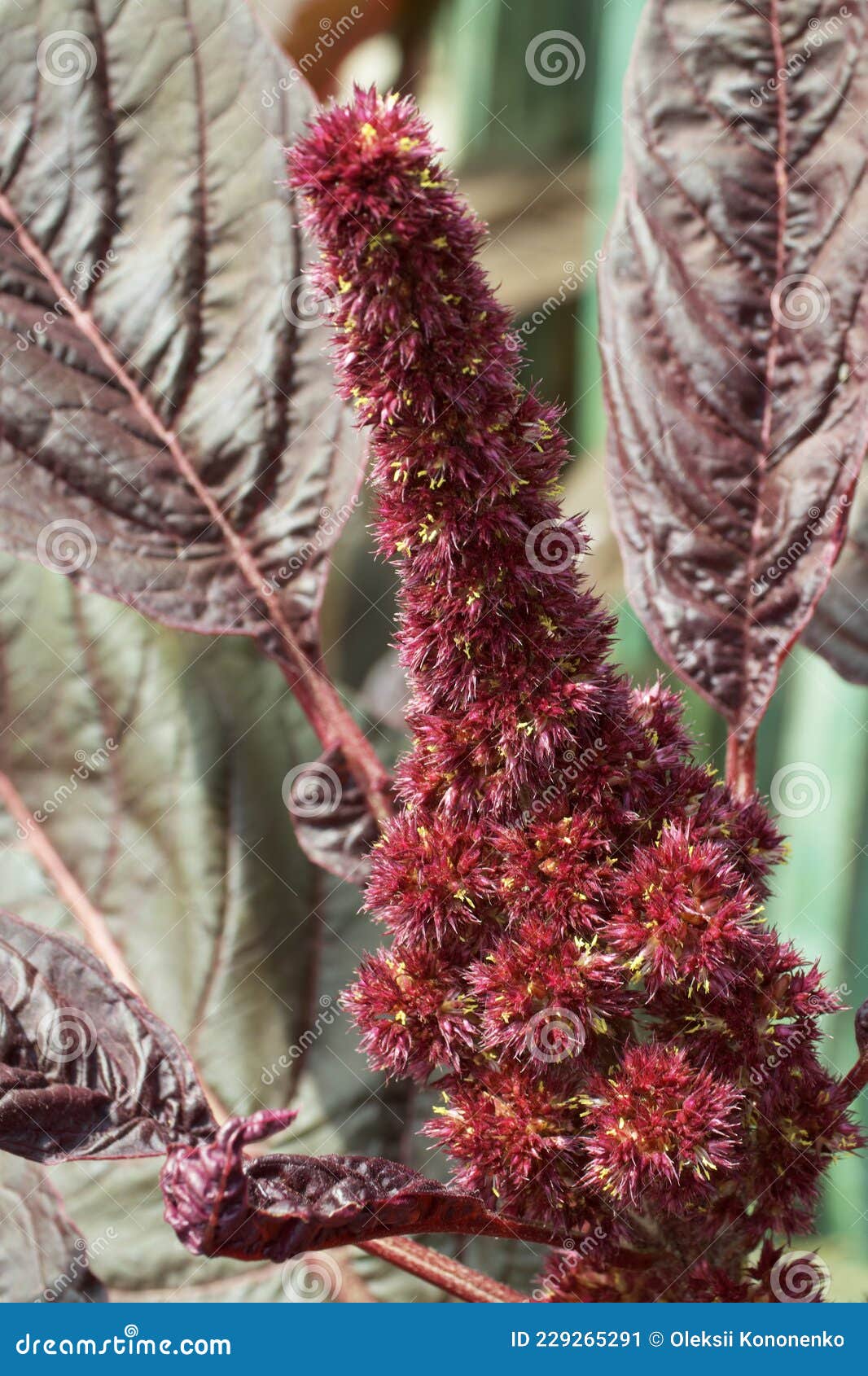 Bunch of Crimson Amaranth Flowers, Close-up. Amaranth Inflorescence ...