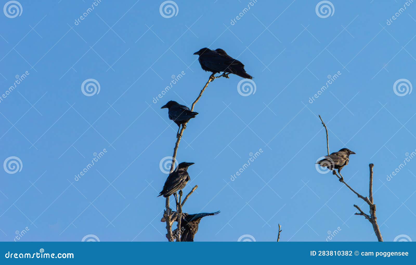 A Bunch of Crows Perched on Dead Tree with a Blue Sky Stock Photo ...