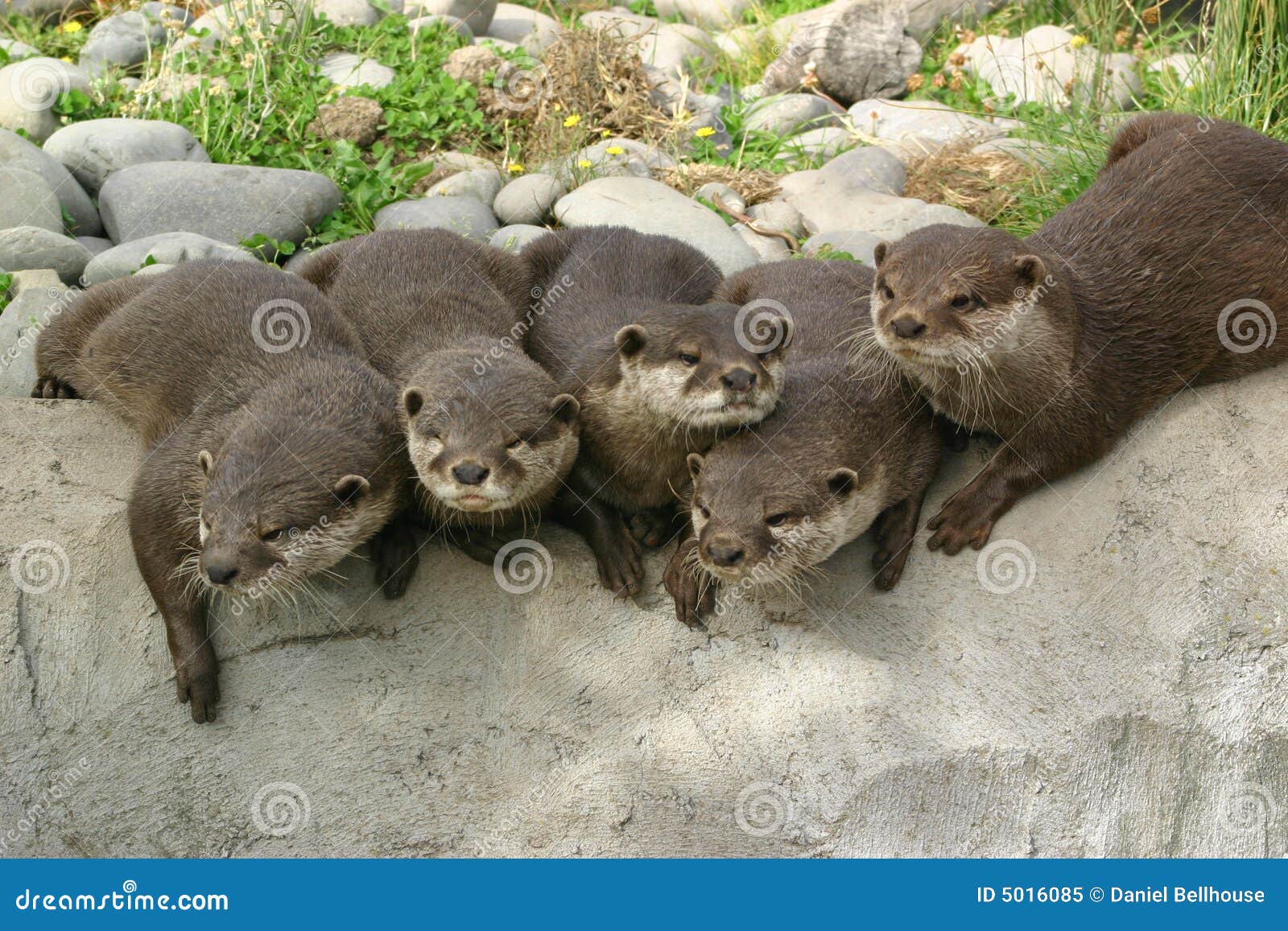 A Bunch of Curious Otters stock image. Image of wild, whiskers - 5016085