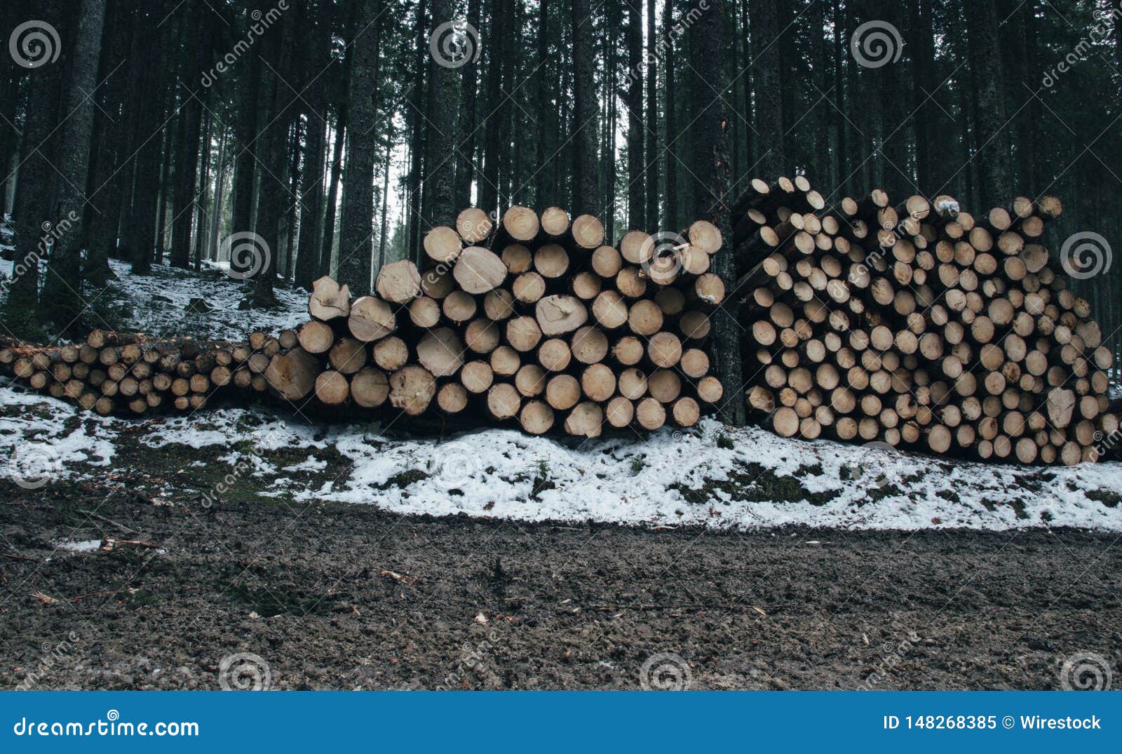A Bunch of Cut Wooden Logs Piled in a Forest Stock Image - Image of ...