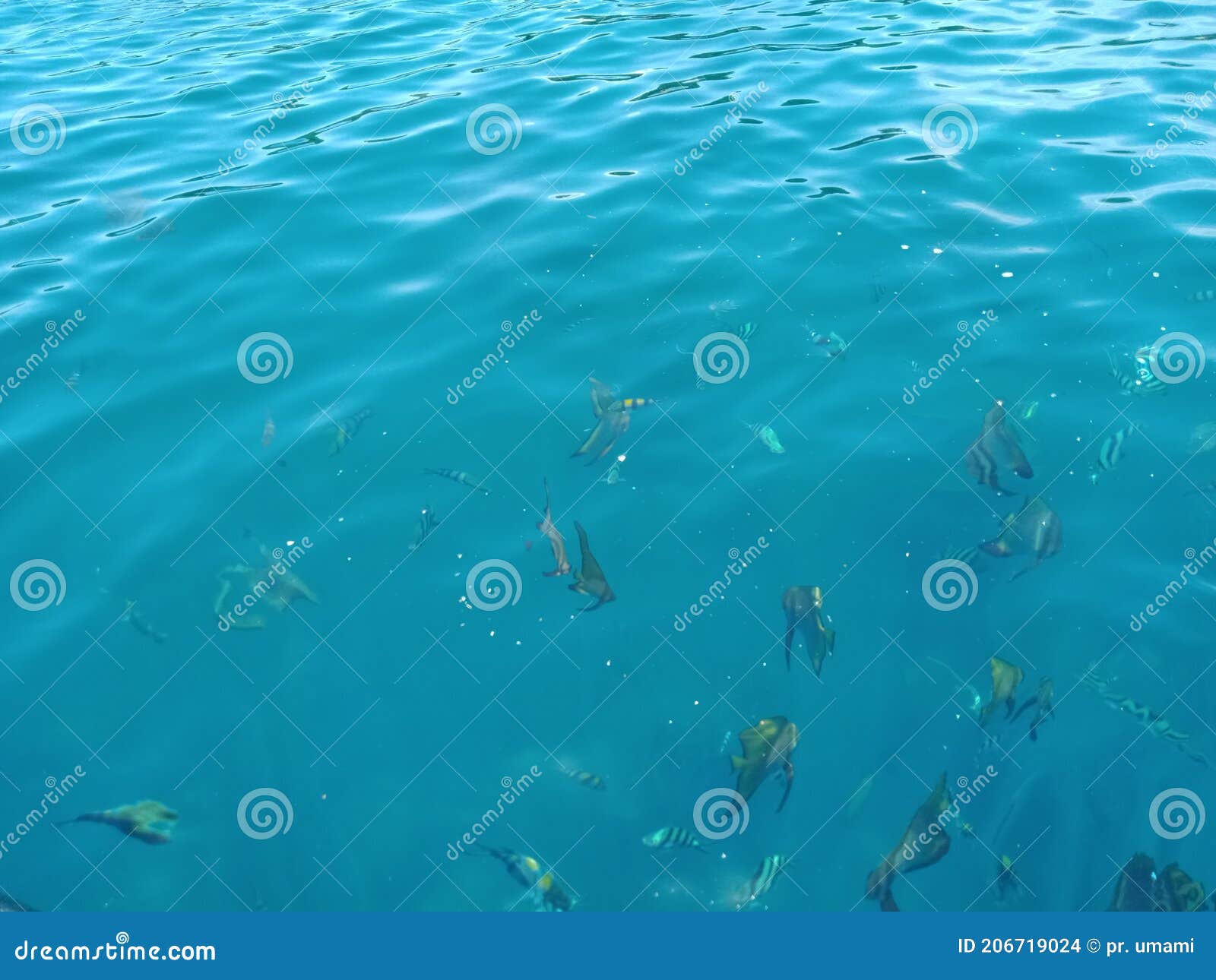 A Bunch of Cute Fish stock photo. Image of bunch, fish - 206719024