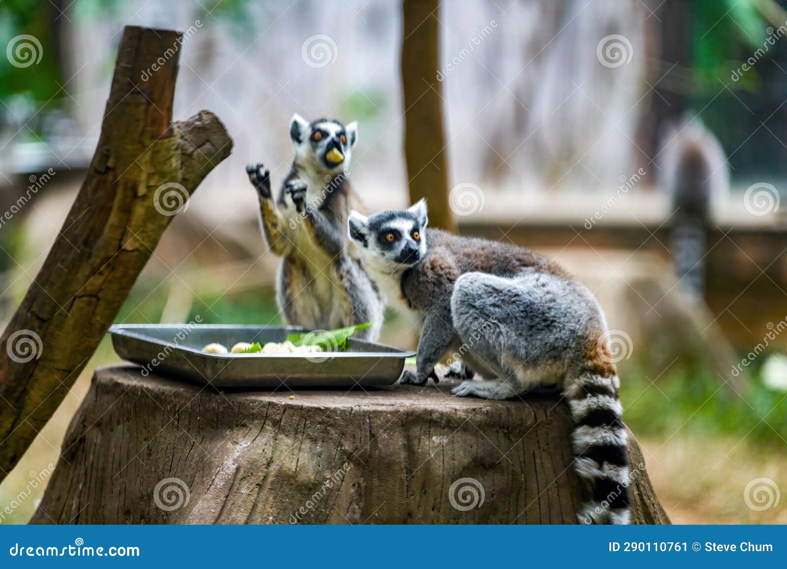 A Bunch of Cute Long-tailed Raccoons are Eating Stock Image - Image of ...