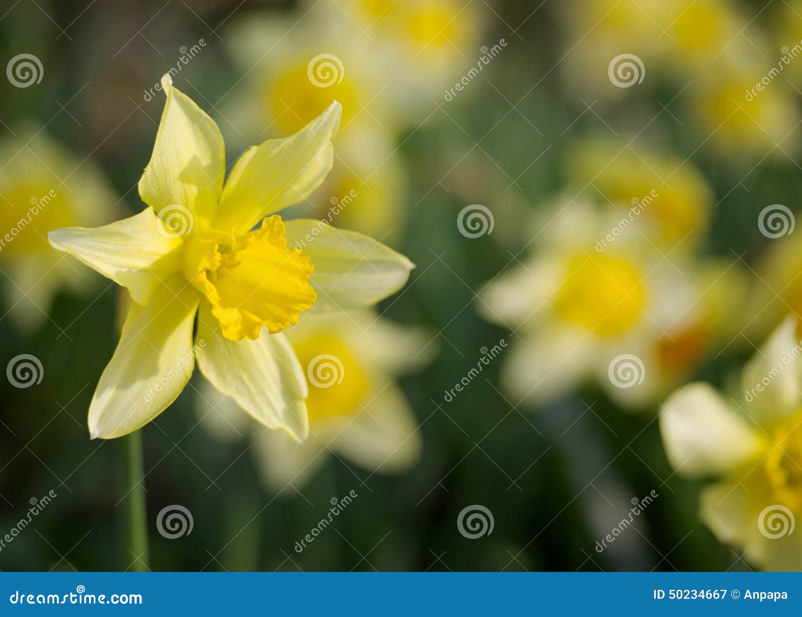 Bunch of daffodils stock image. Image of outdoor, pretty - 50234667