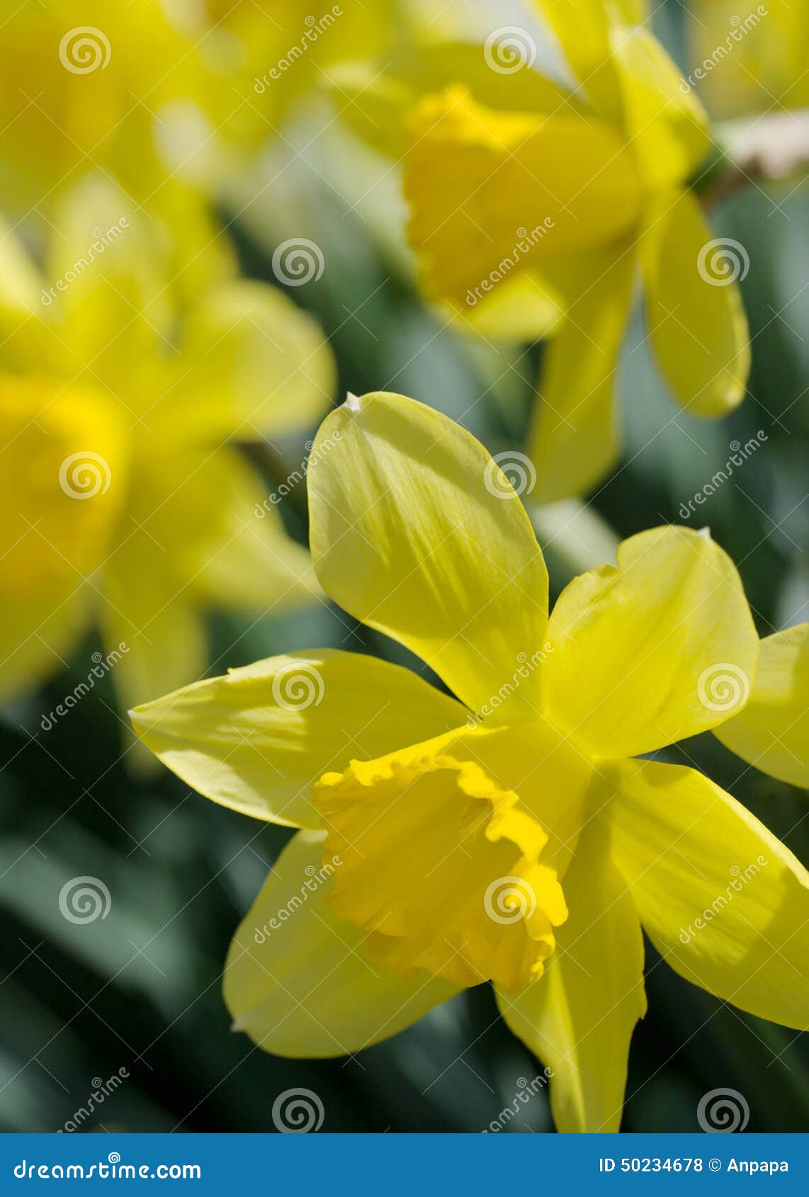 Bunch of daffodils stock photo. Image of outside, bunch - 50234678