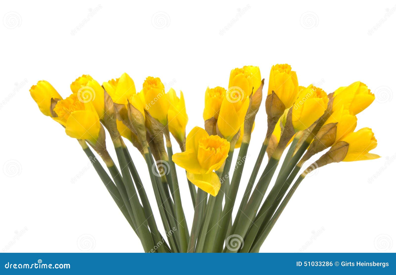Bunch of Daffodils Isolated on White Stock Photo - Image of colorful ...
