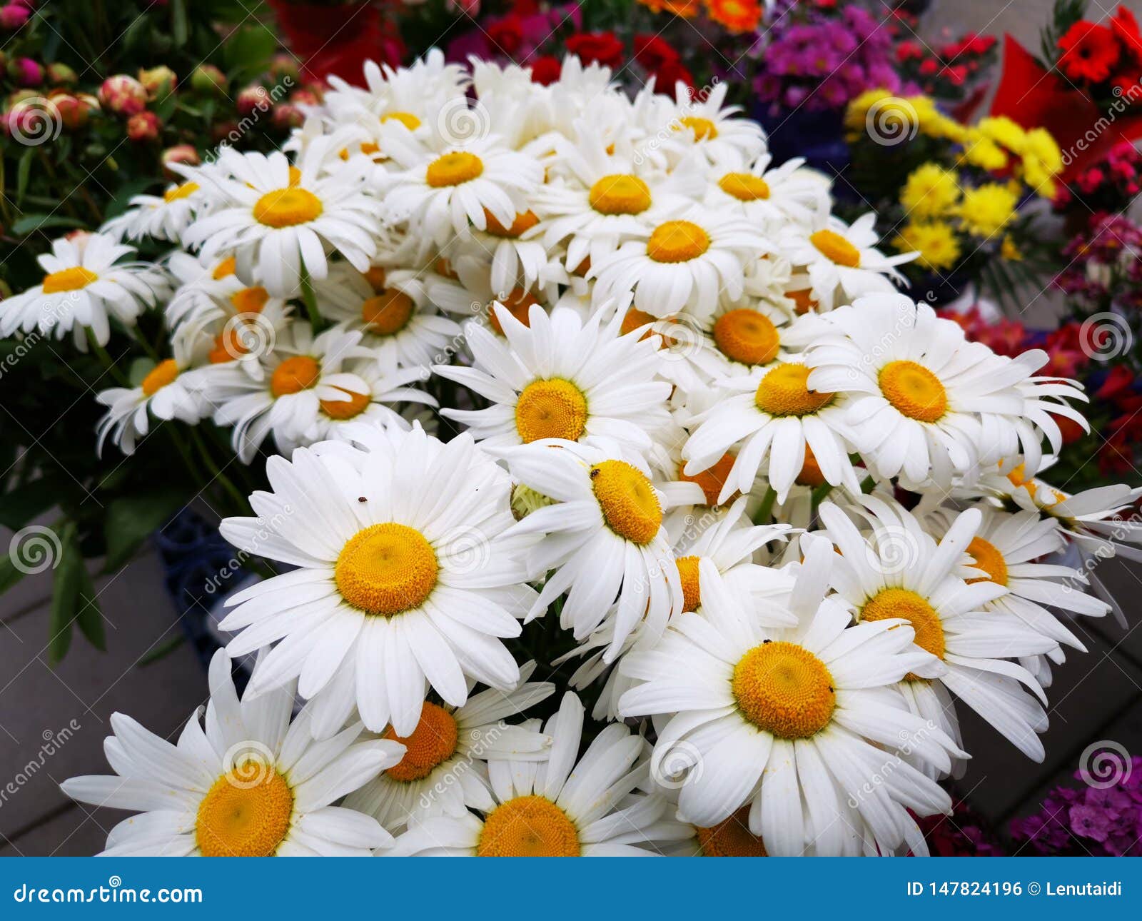 Bunch of Daisies Along with Other Flowers Stock Photo - Image of ... Bunch of Daisies Along with Other Flowers Stock Photo - Image of ...