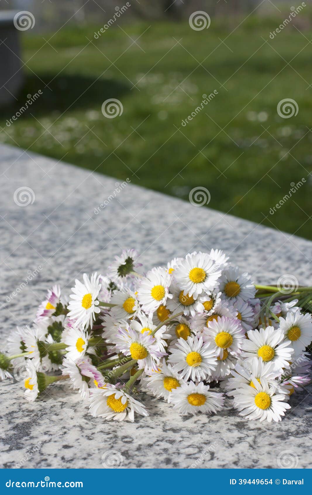 Bunch of daisies stock photo. Image of stem, green, mother - 39449654