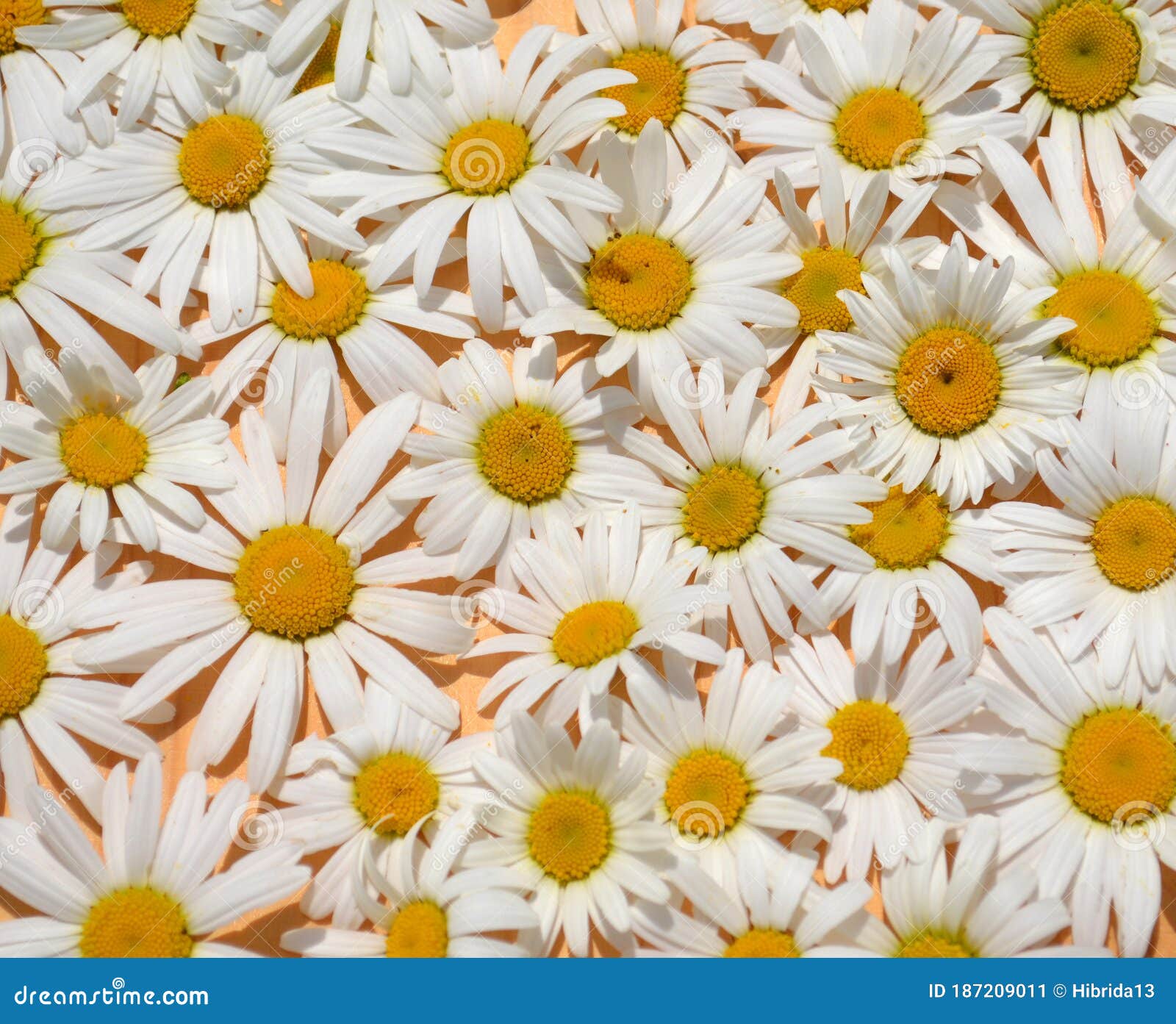 Bunch of daisy flowers stock image. Image of daisy, beauty - 187209011