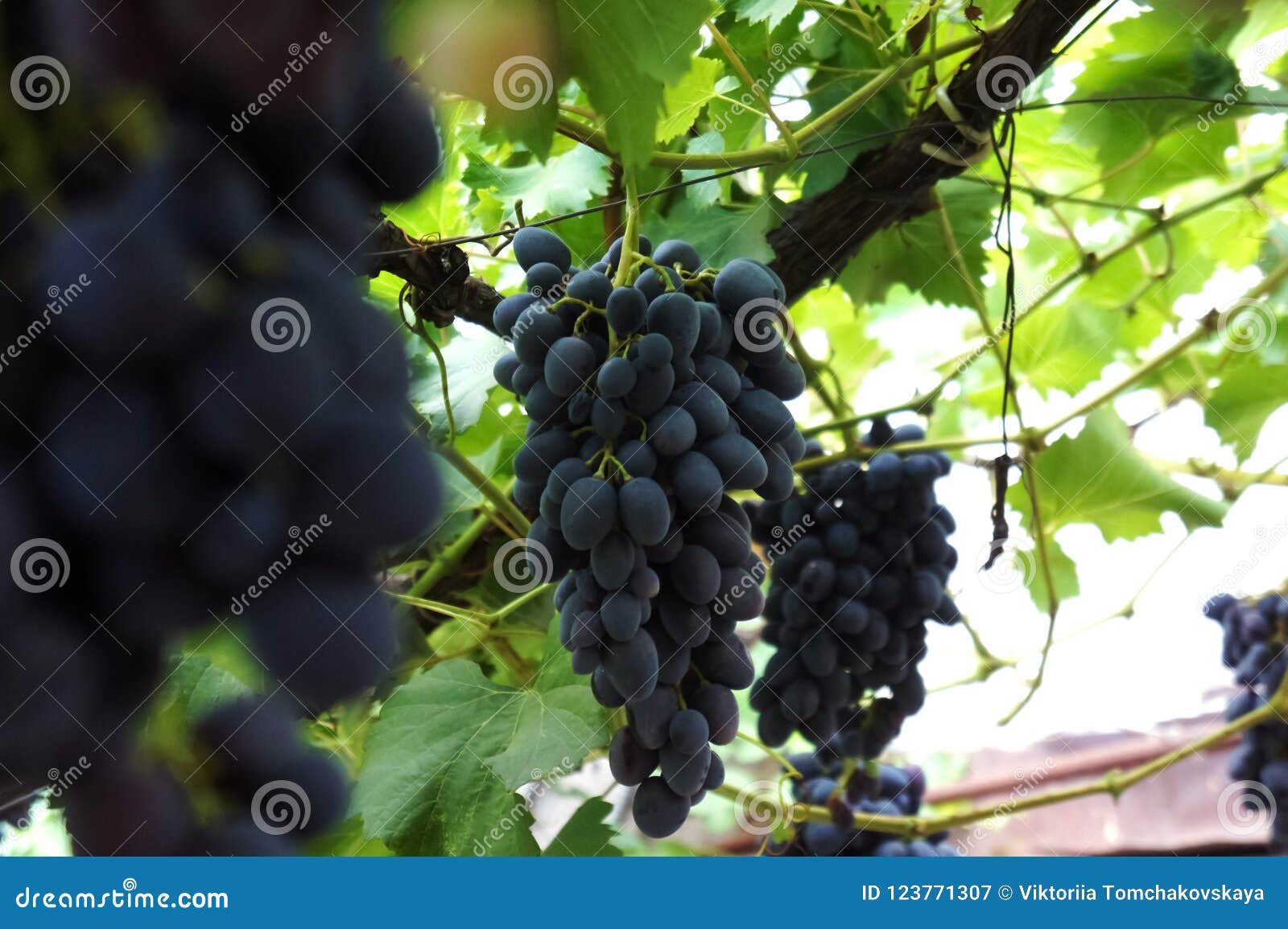 Bunch of Dark Black Grapes on Grapevine in Vineyard Stock Image - Image ...
