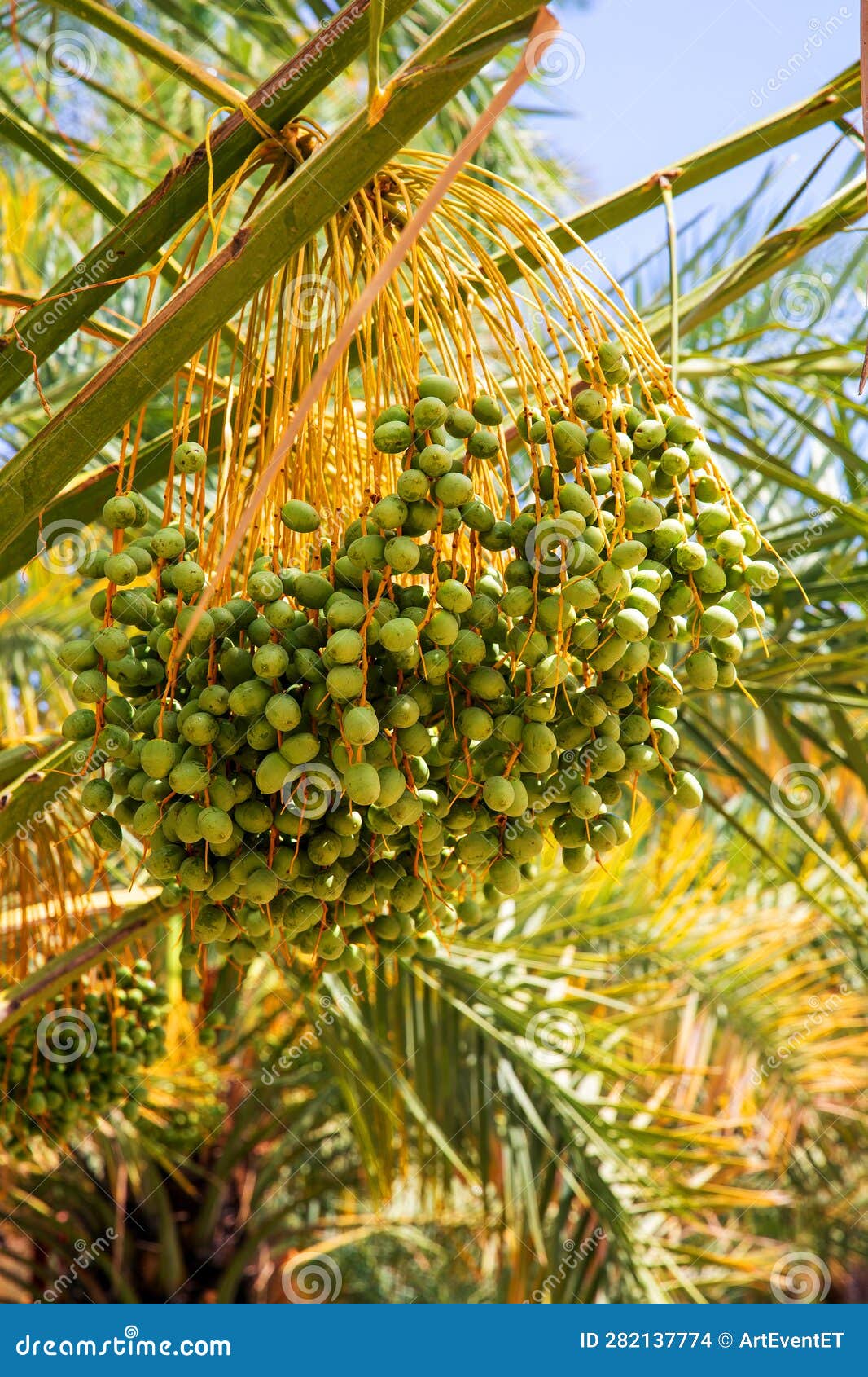 Bunch of Dates on Date Palm Stock Photo - Image of green, nutrition ...