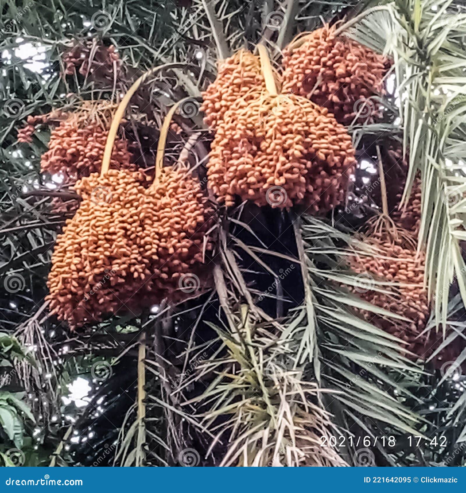 Bunch of Dates with Its Leaves in the Tree Stock Image - Image of ...