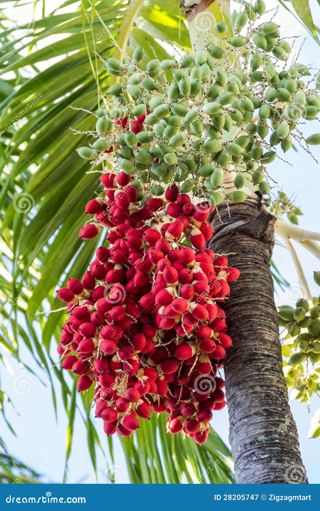 A Bunch of Dates on the Tree Stock Image - Image of outside, growing ...