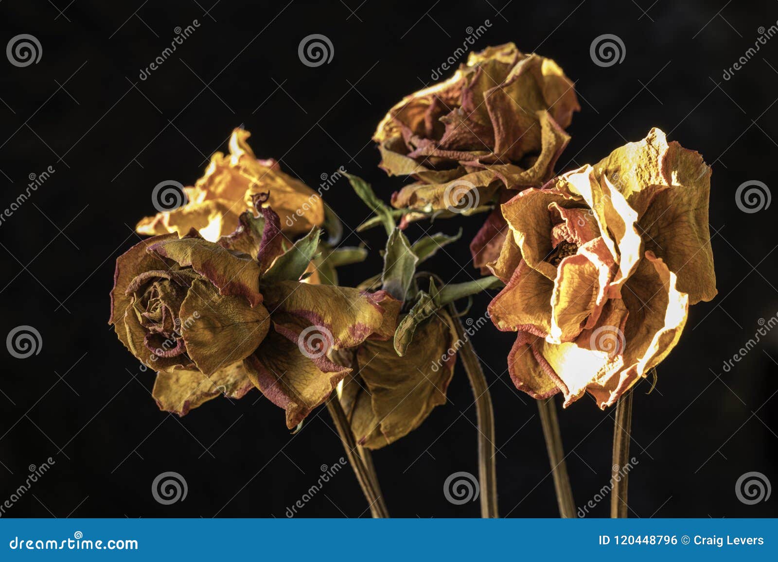 Roses Dead and Dried stock photo. Image of macro, bunch - 120448796