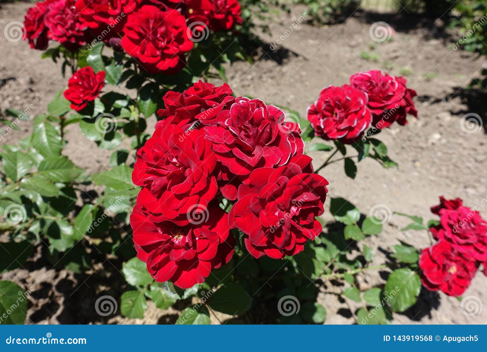 Bunch of Red Roses in the Garden Stock Photo - Image of greenery ...