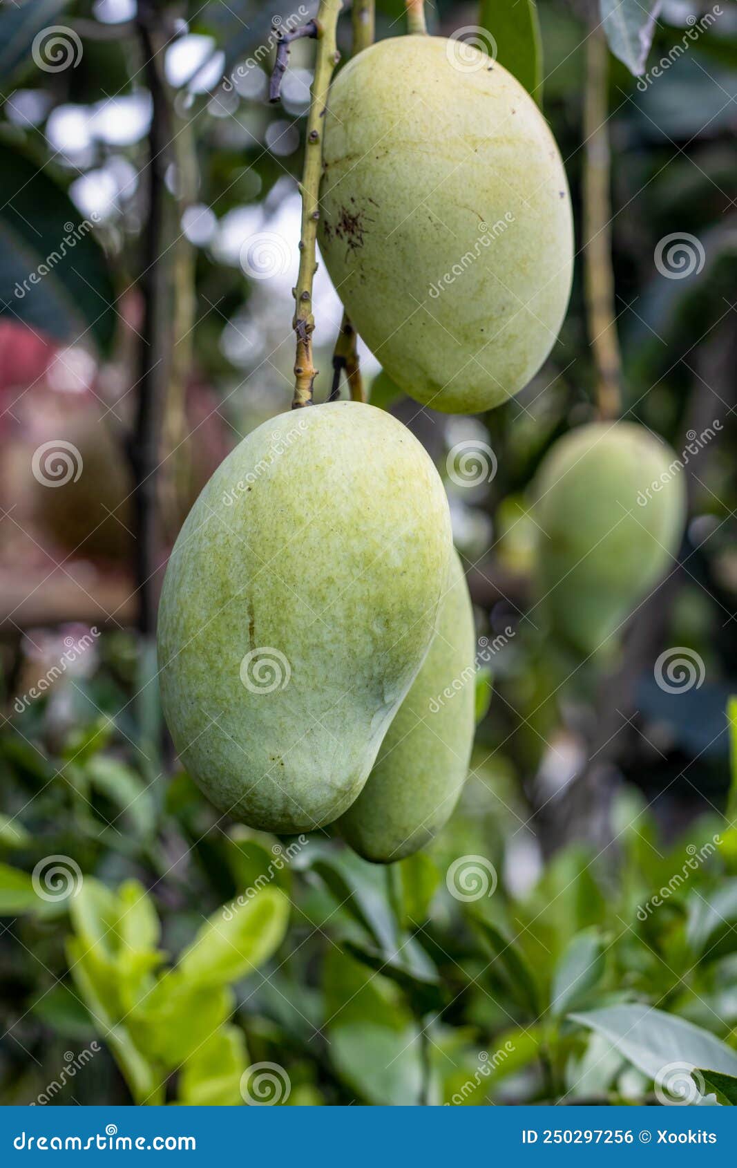 A Bunch of Delicious Mature Mango Hanging on the Tree Inside of a Home ...