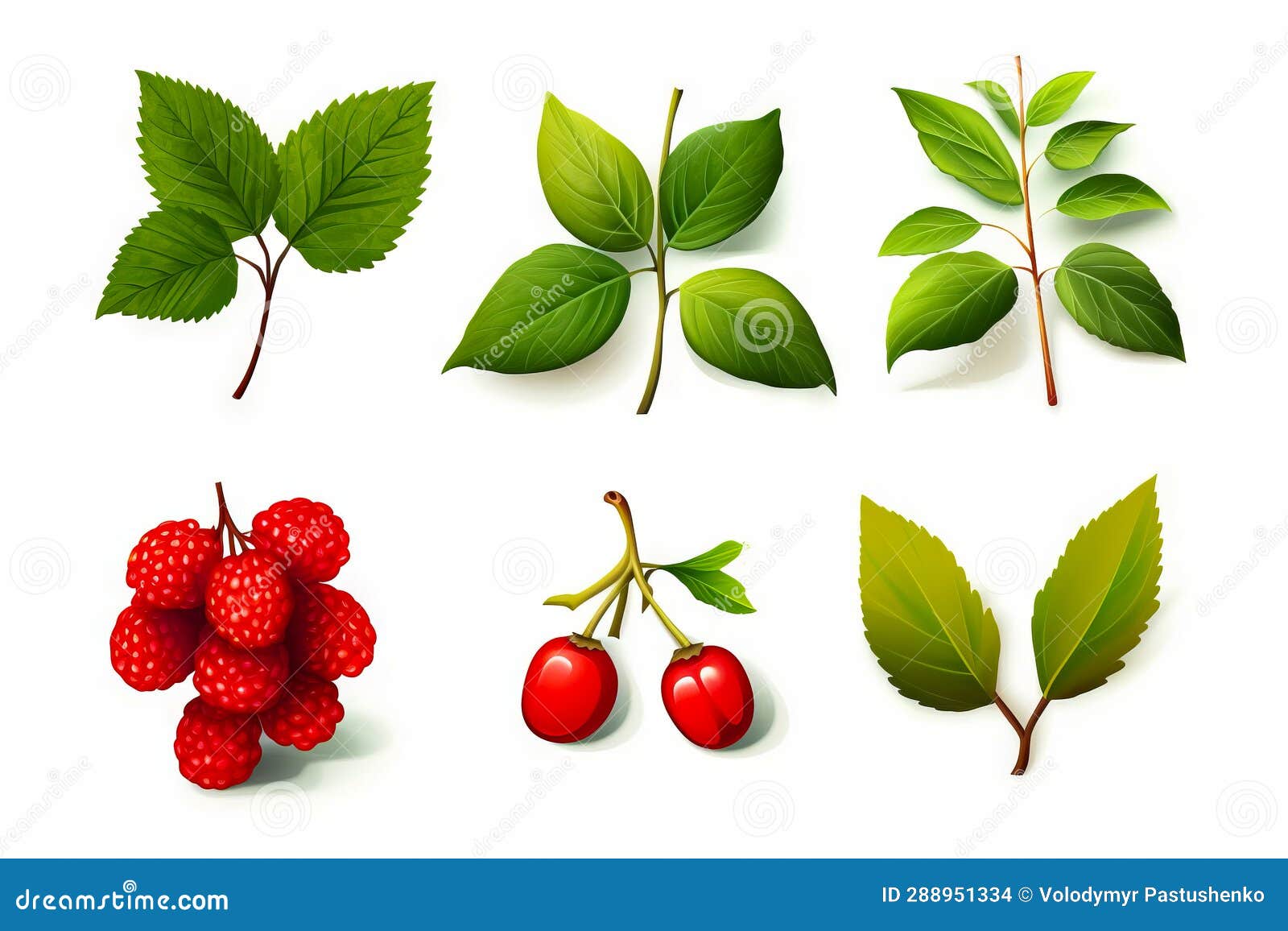 Bunch of Different Types of Berries and Leaves on White Background ...