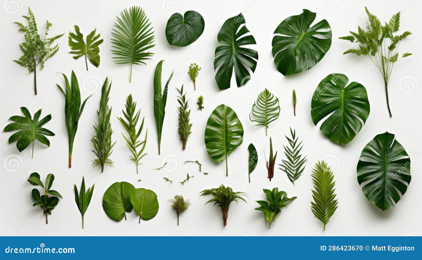 Photo of Various Plants and Leaves Showcasing the Diversity of Nature ...