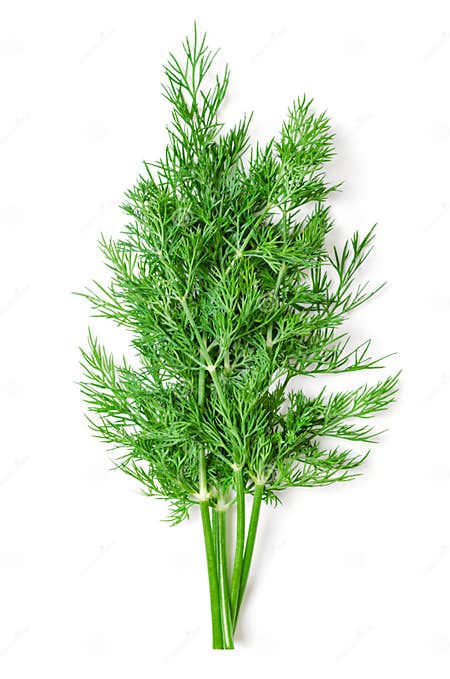 Bunch of Dill Fronds, Dill Weed or Dillweed, a Culinary Herb Stock ...