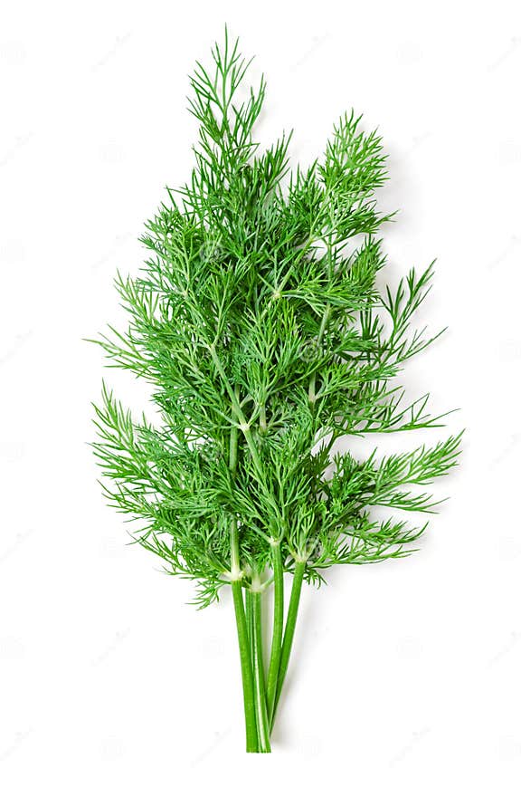 Bunch of Dill Fronds, Dill Weed or Dillweed, a Culinary Herb Stock ...