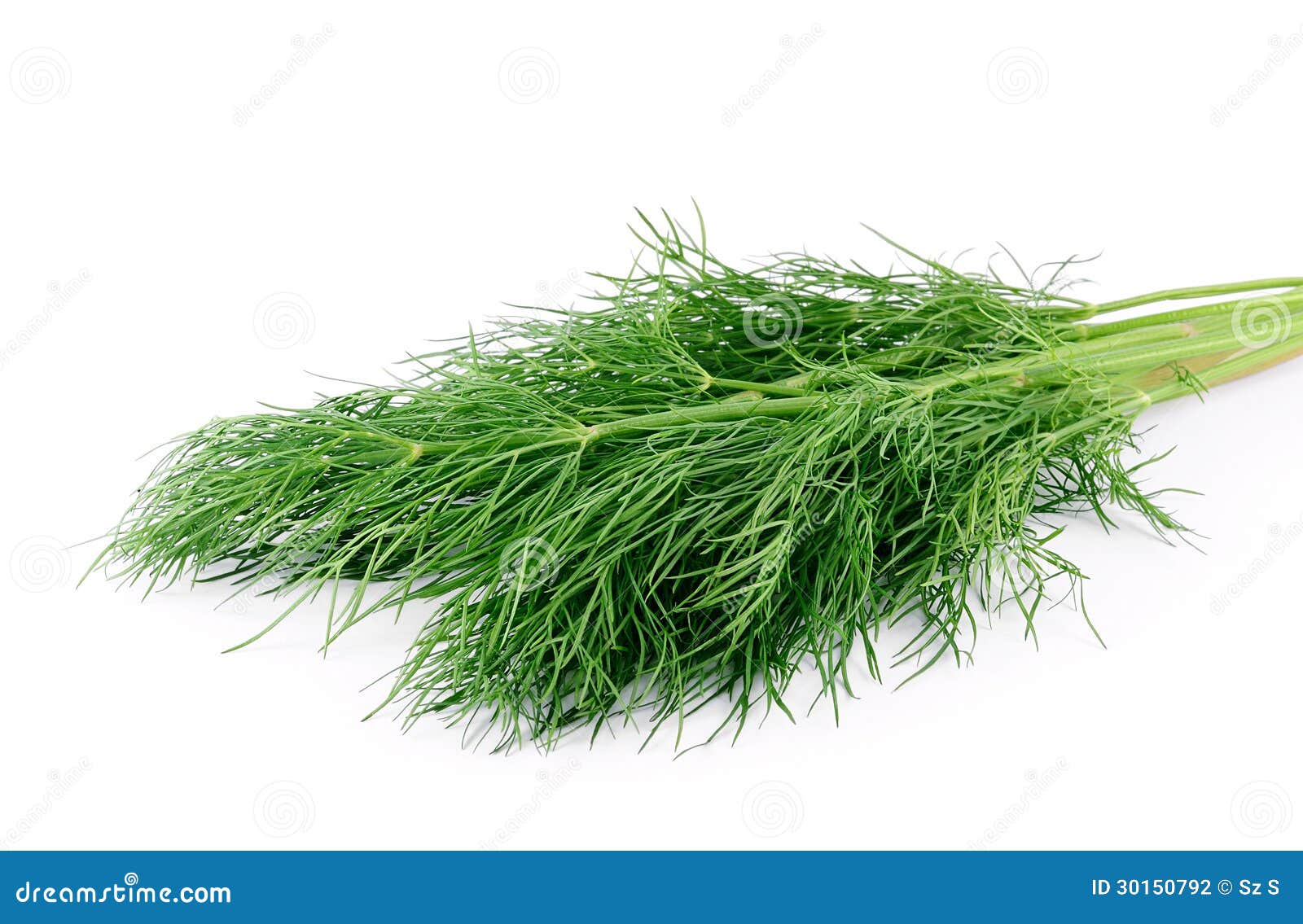 Bunch Dill Herb on a White Background Stock Photo - Image of detail ...