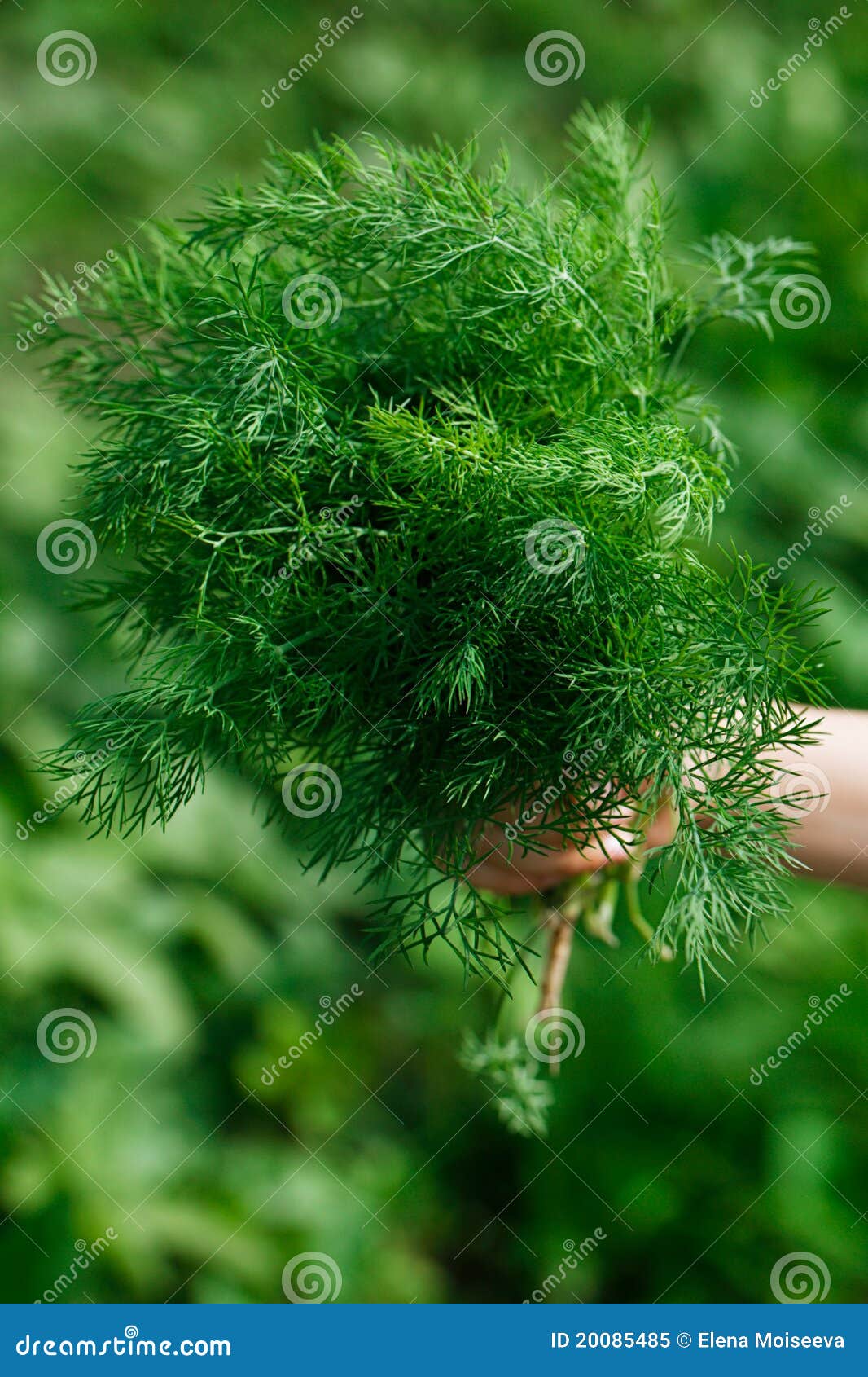 Bunch of Dill Holding by Hand in a Garden Stock Image - Image of ...
