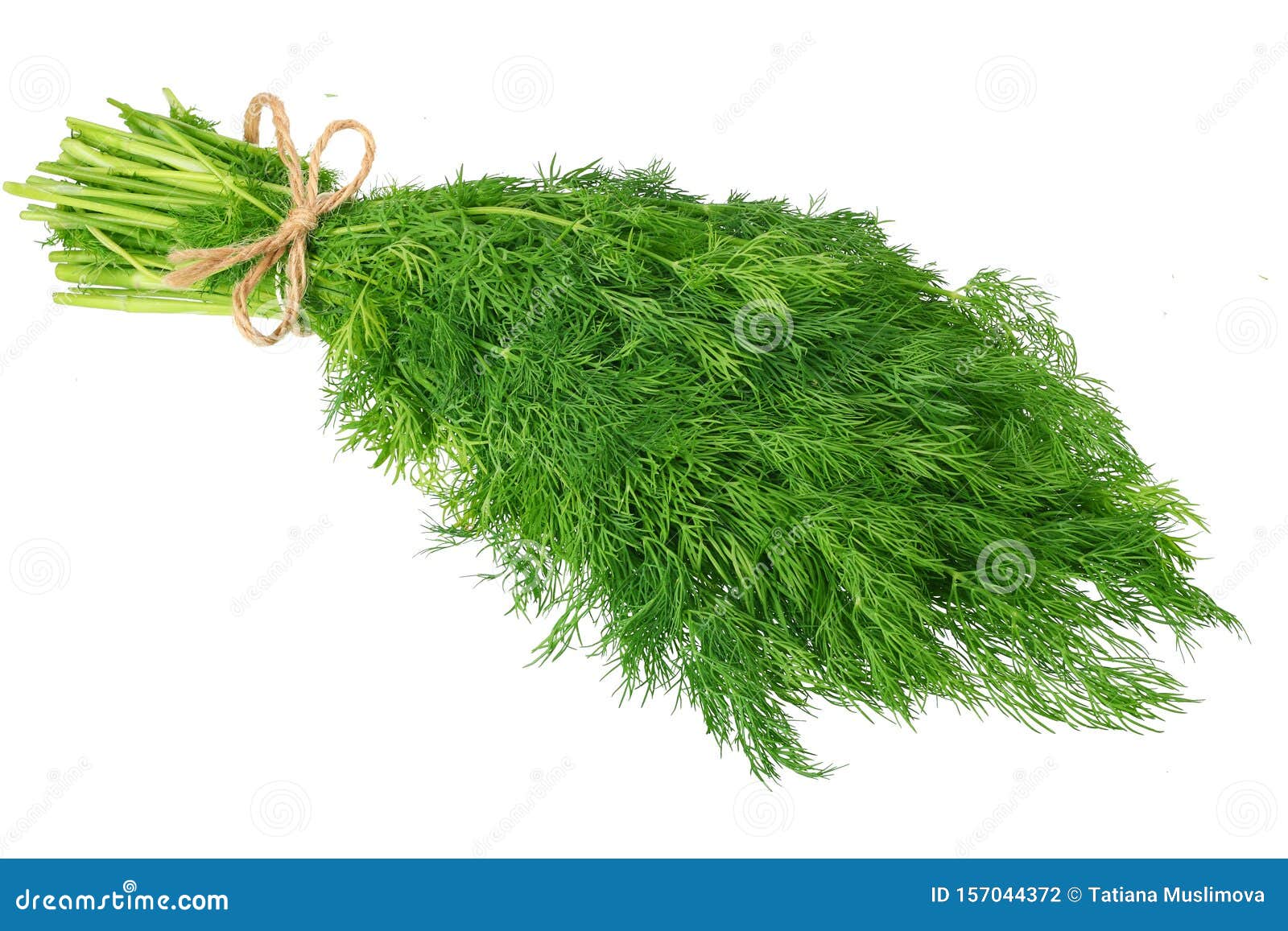 Bunch of Dill Isolated on White Background Stock Photo - Image of ...