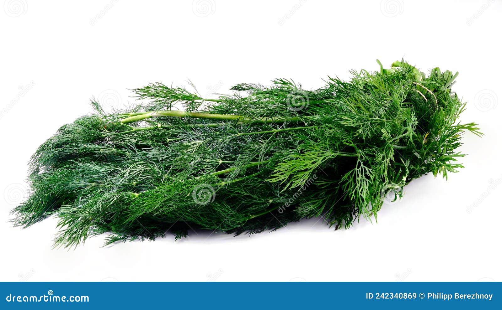 Bunch of Dill Isolated on White Stock Image - Image of healthy ...