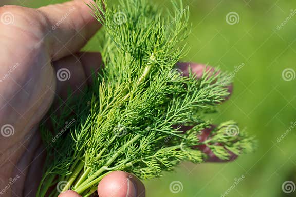 A Bunch of Dill in a Man`s Hand Stock Photo - Image of kitchen, herb ...