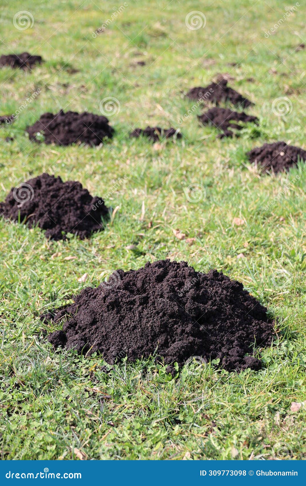 A Bunch of Dirt Mounds are Scattered Across a Field Stock Photo - Image ...