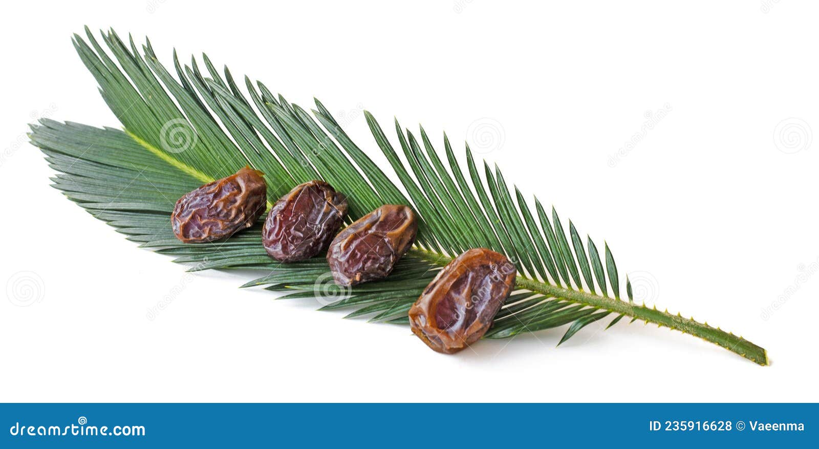 Dried dates on palm leaf stock photo. Image of closeup - 235916628