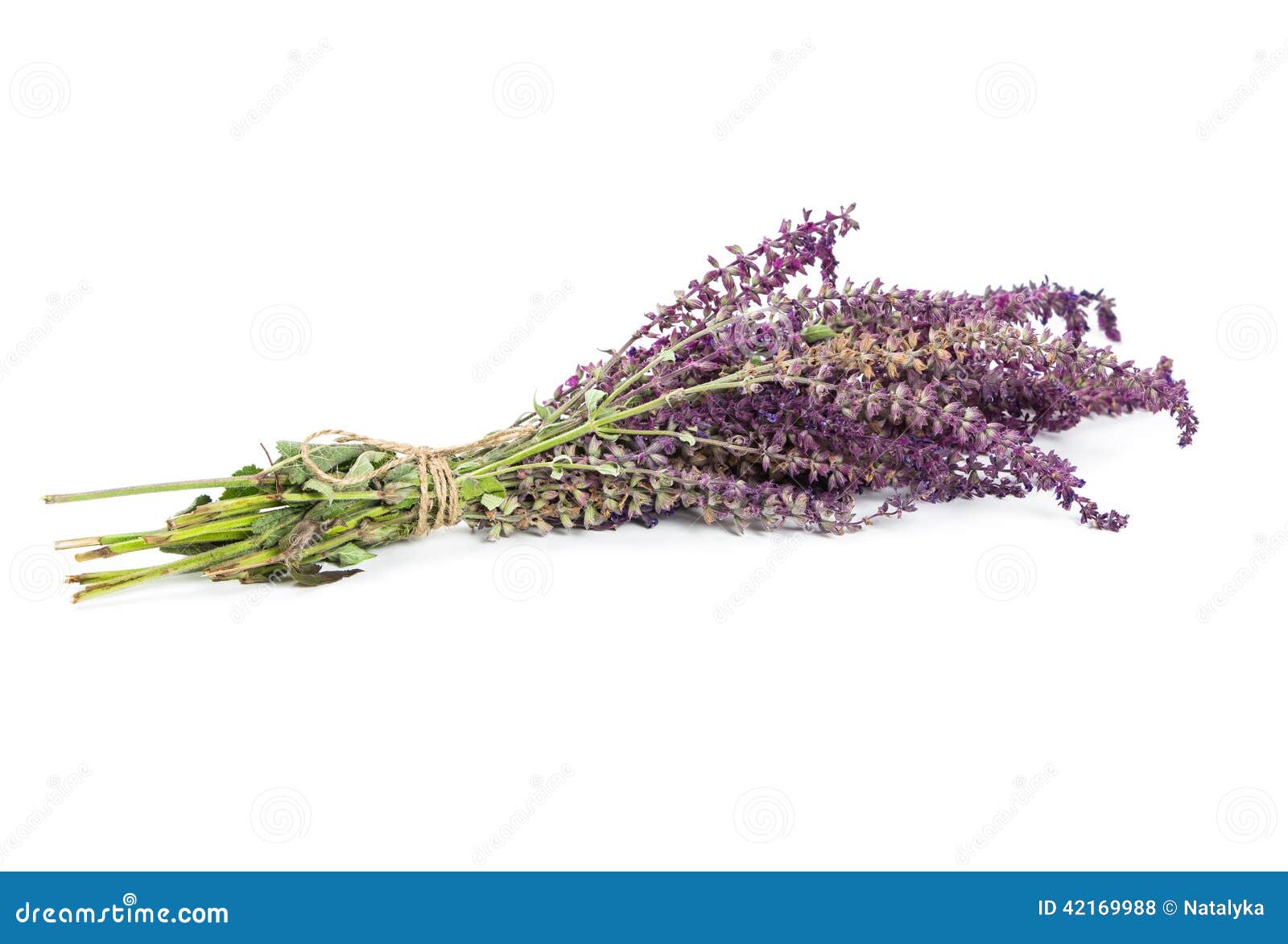 Bunch dried sage stock photo. Image of lavender, herb - 42169988
