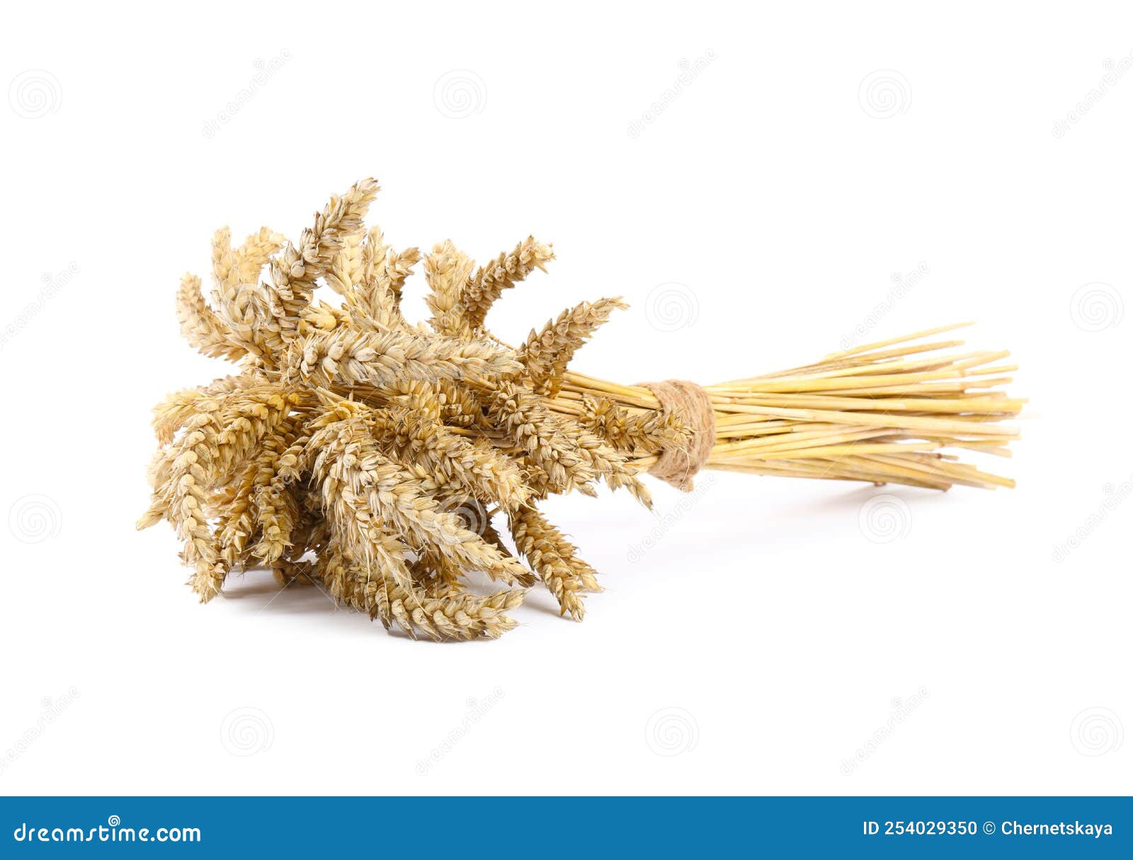 Bunch of Dried Wheat Isolated on White Stock Photo - Image of golden ...
